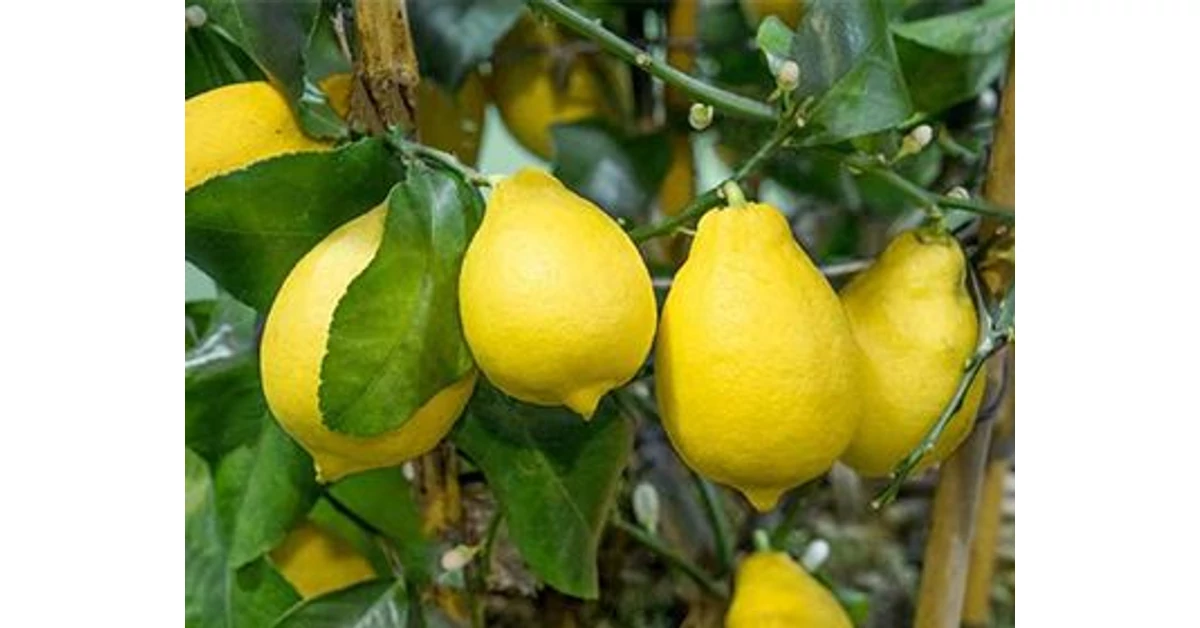 Pom de lămâie de vânzare | Trunchiul jos altoit | Citrus & Palmier ...