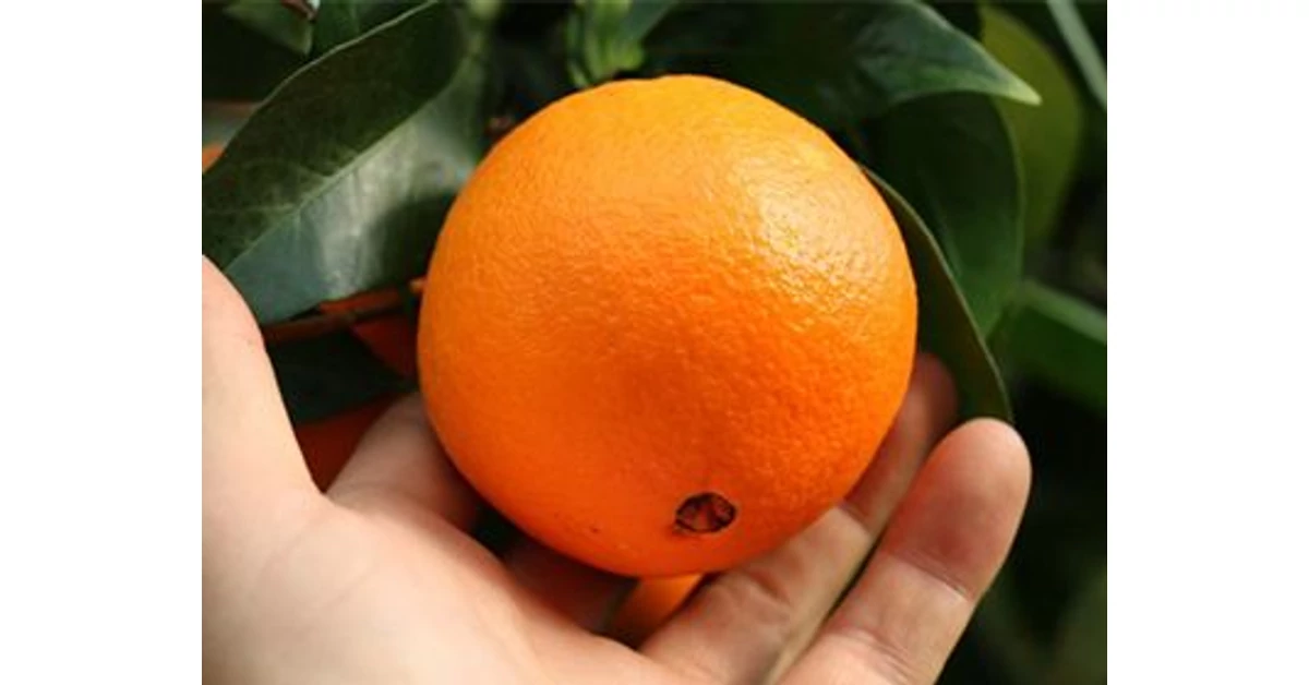 Portocali de vânzare, Cumpărați portocali | Pepinieră de citrice și ...