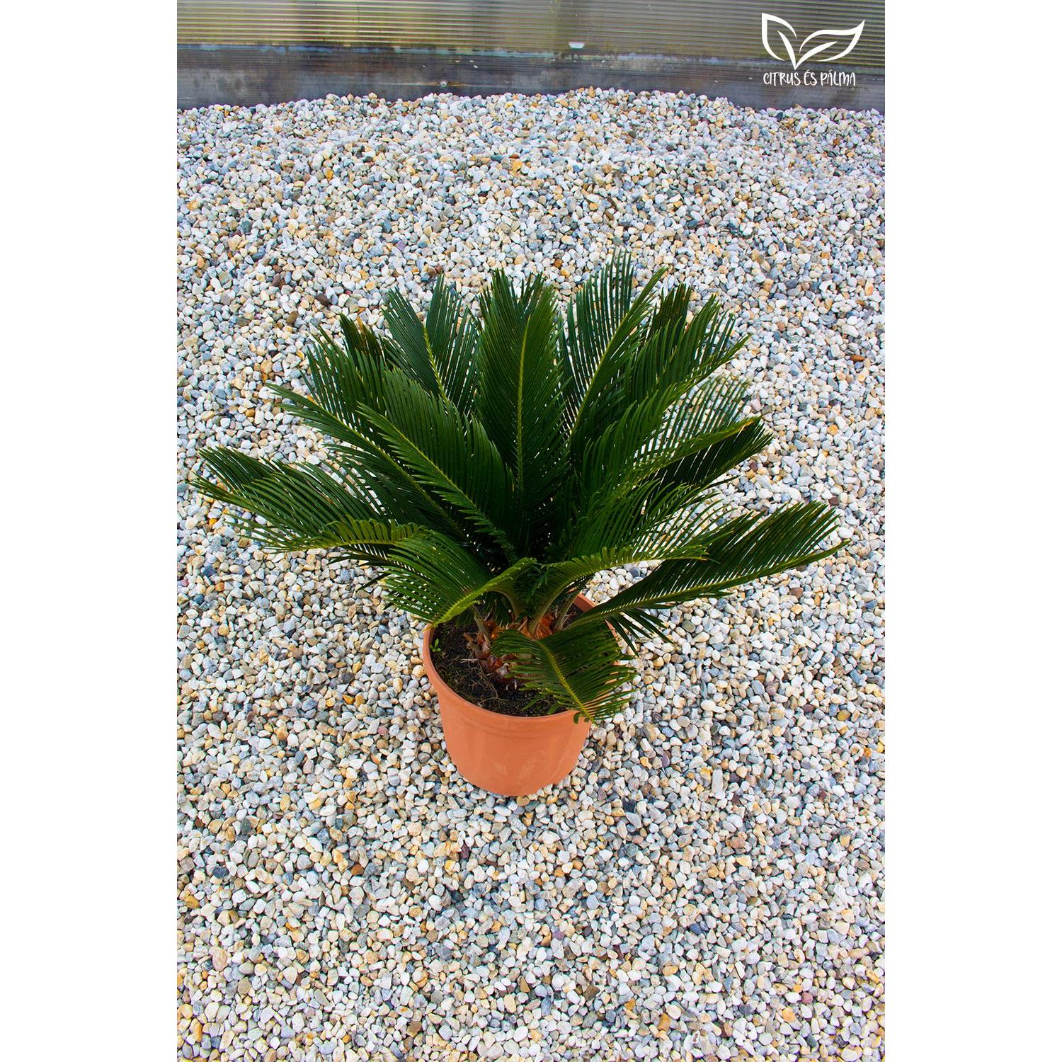 Japán cikász eladó | Citrus és Pálma - Kertészet Webshop