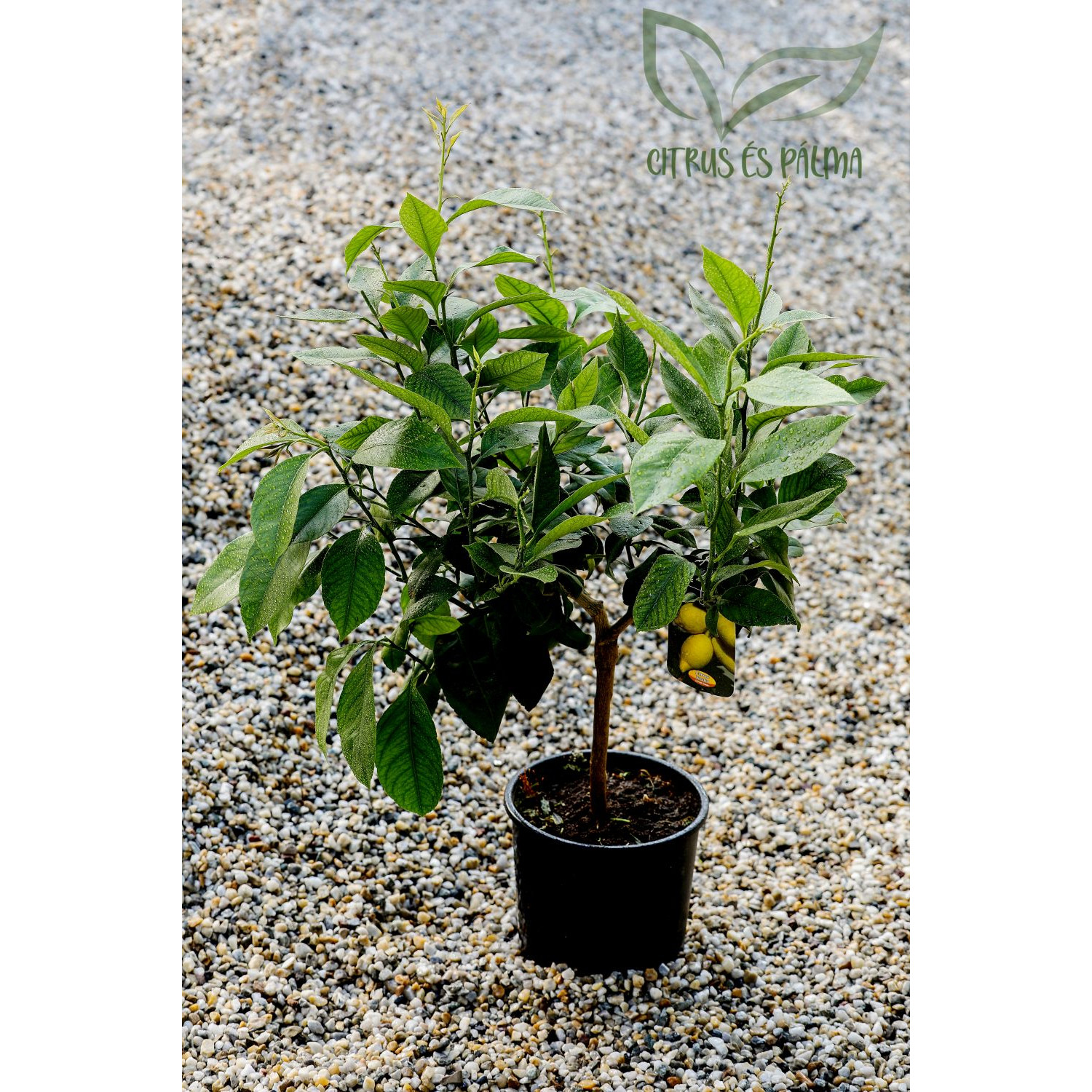 Scob Round, Citromfa eladó | Citrus és Pálma - Kertészet Webshop