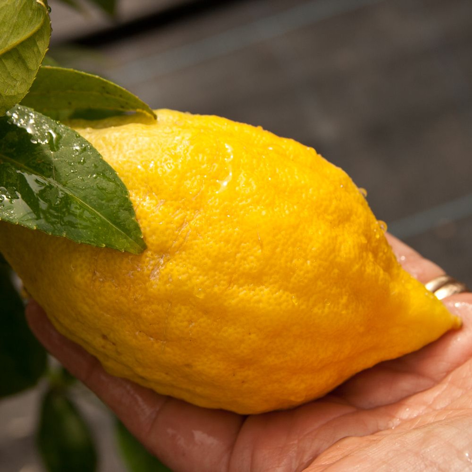 Gyémánt cédrát, Citromfa eladó | Citrus és Pálma - Kertészet Webshop