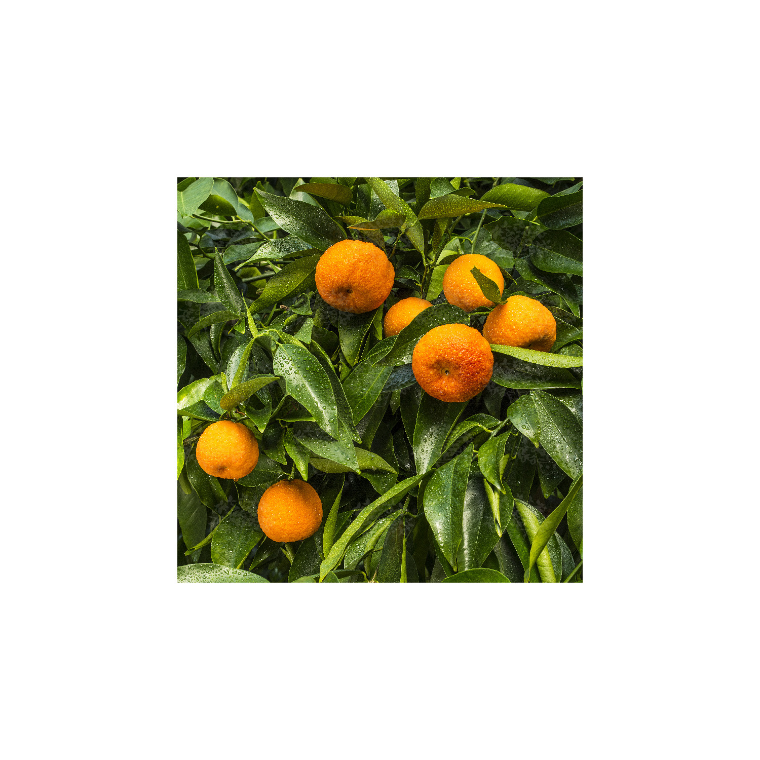 Clementino Amoa 8 - Mandarin fa - eladó | Citrus és Pálma - Kertészet