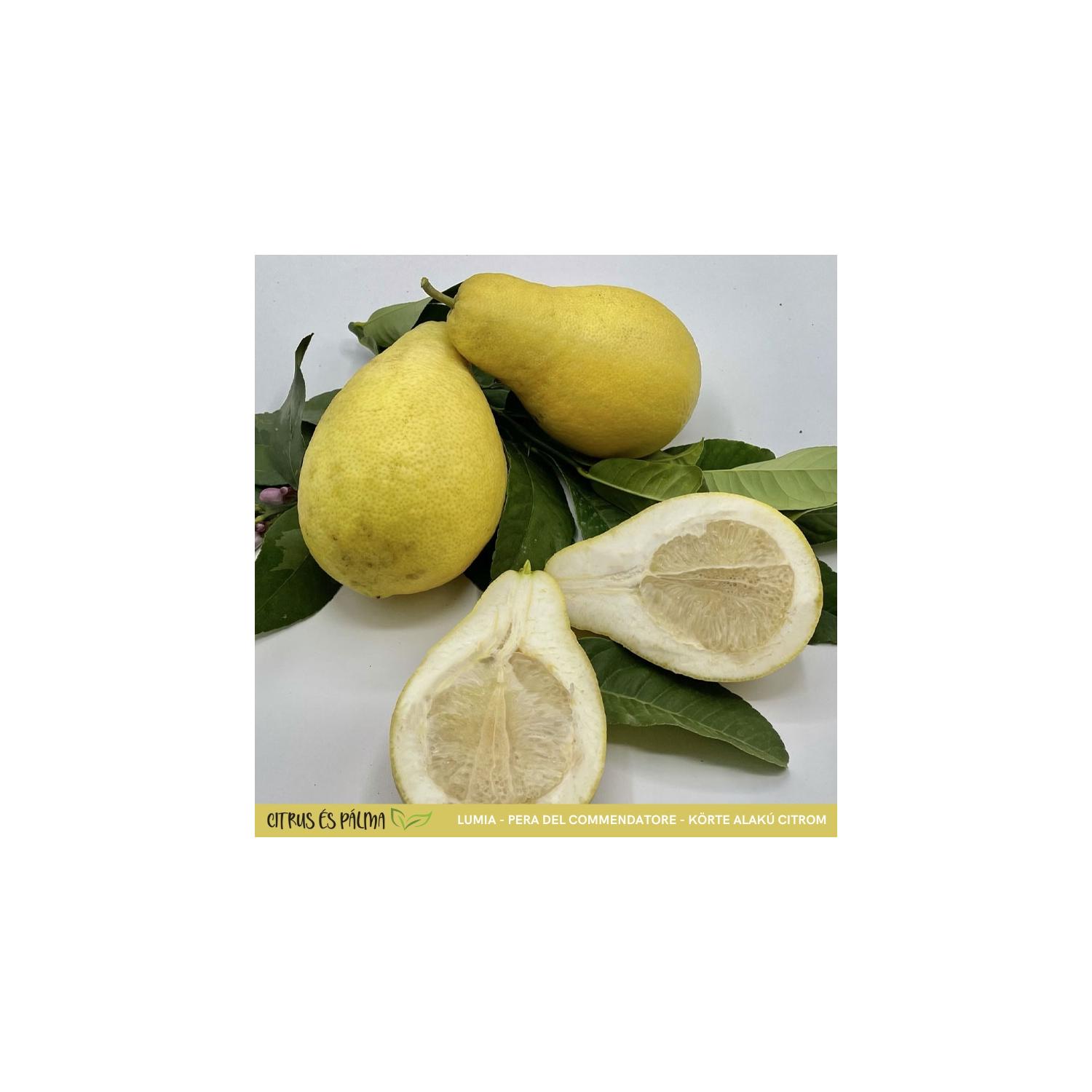 Lumia, Körte alakú Citrom - Citromfa eladó | Citrus és Pálma Webshop