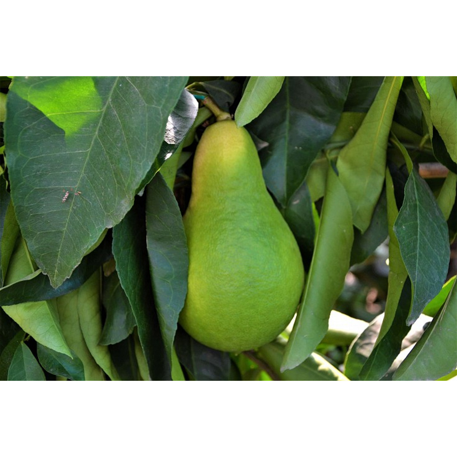 Lumia, Körte alakú Citrom - Citromfa eladó | Citrus és Pálma Webshop