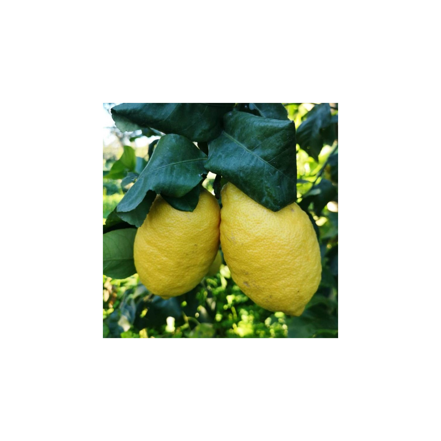 Interdonato, Citromfa | Citrus és Pálma - Kertészet Webshop