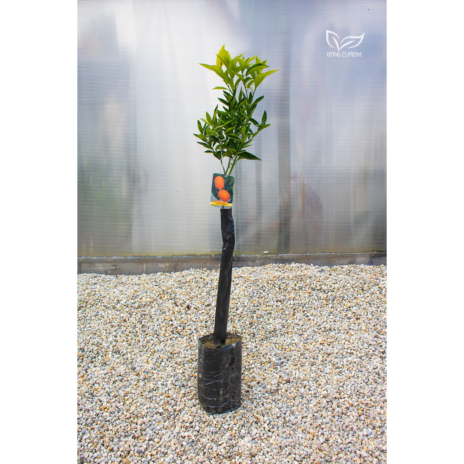 Satsuma, Mandarin fa eladó | Citrus és Pálma - Kertészet Webshop