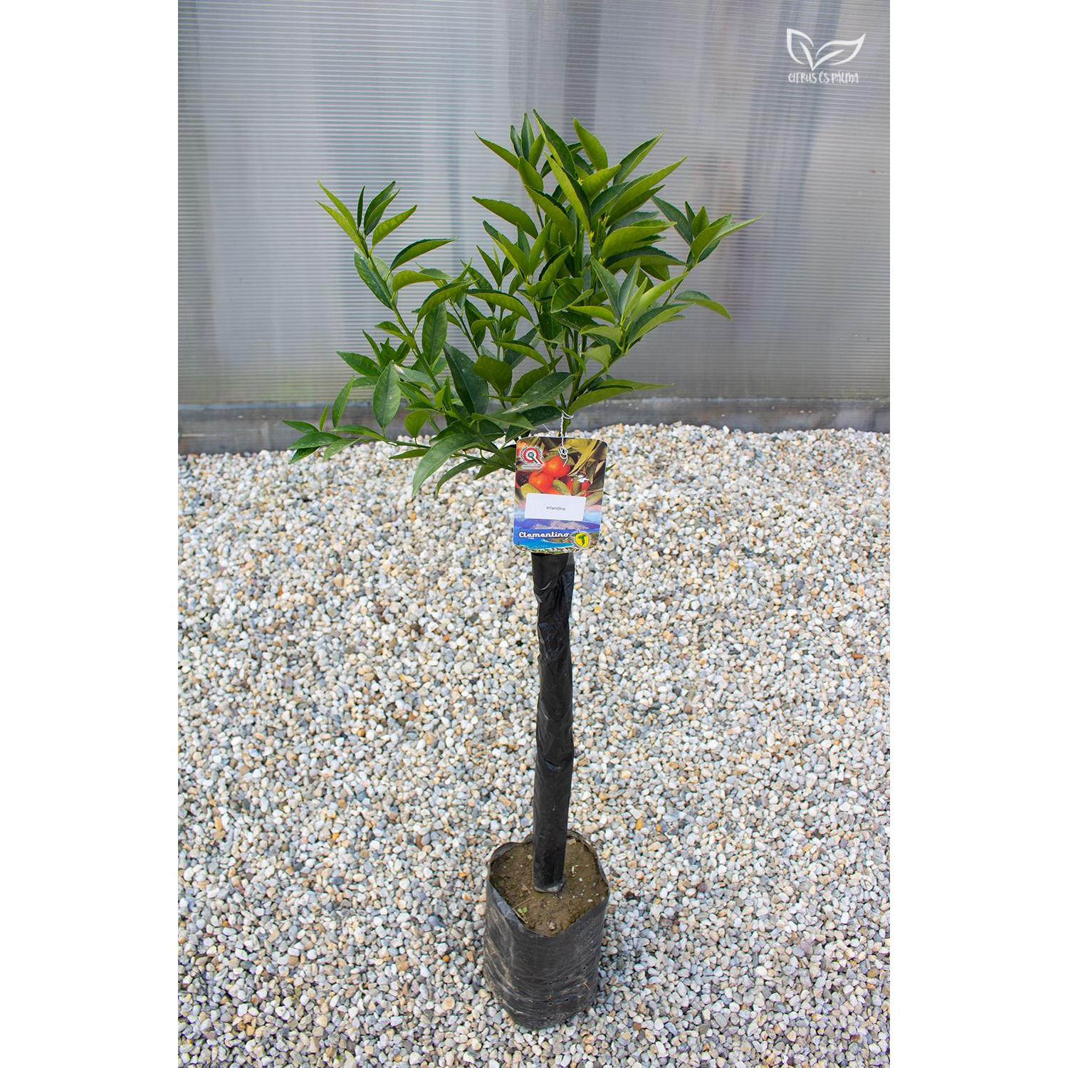 Király Mandarin fa - eladó | Citrus és Pálma - Kertészet Webshop