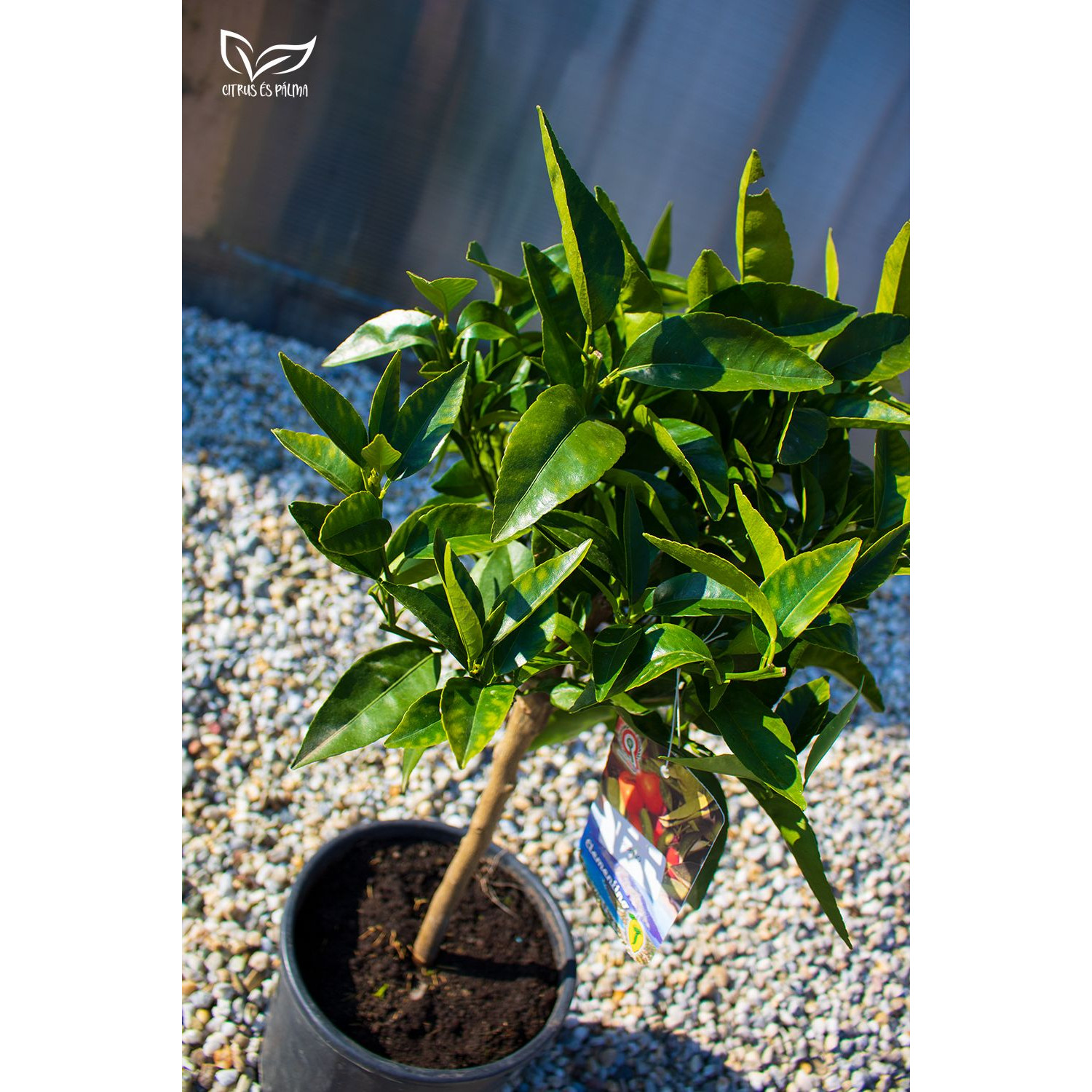 Clementino Rubino, Mandarin fa | Citrus és Pálma - Kertészet Webshop