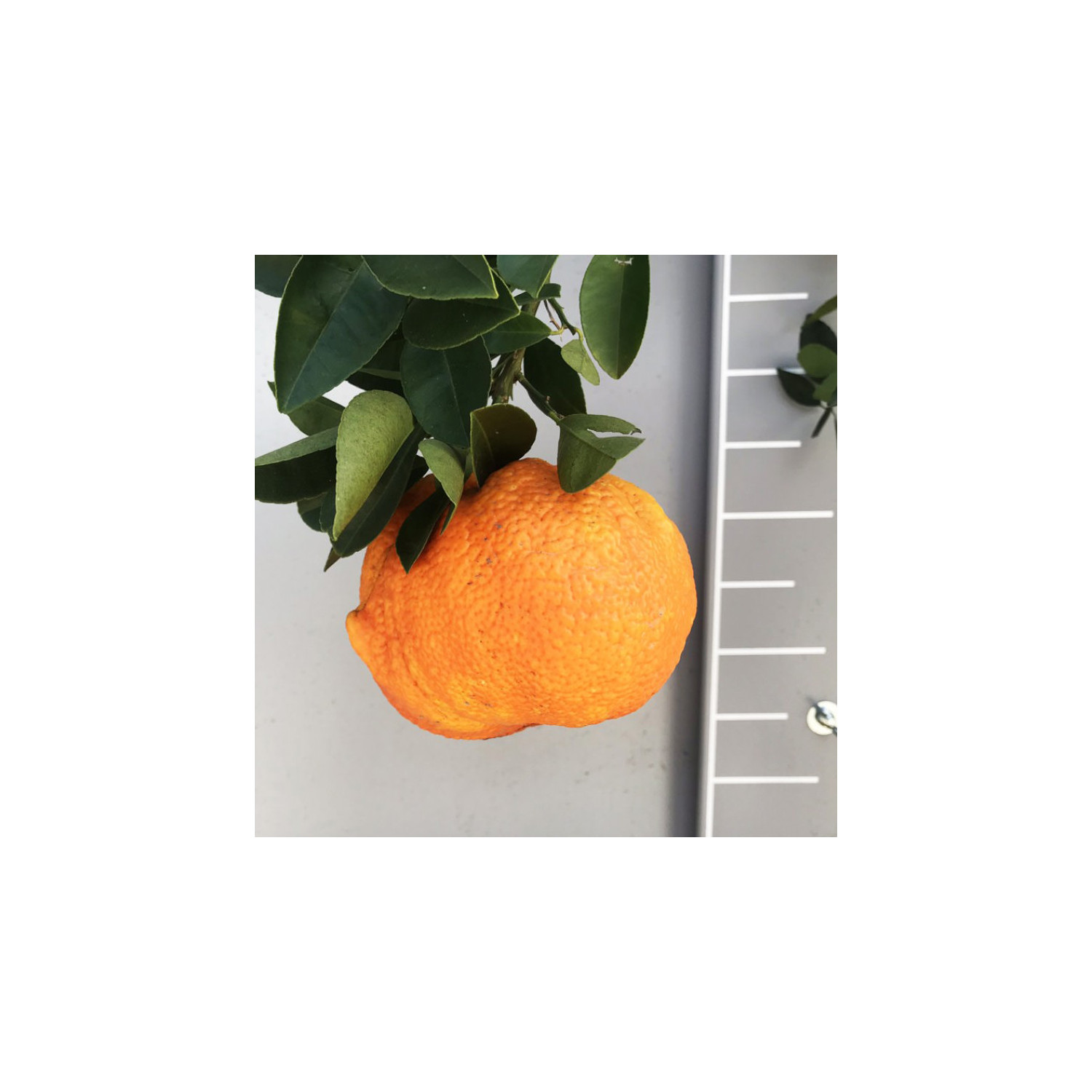 Király Mandarin fa - eladó | Citrus és Pálma - Kertészet Webshop
