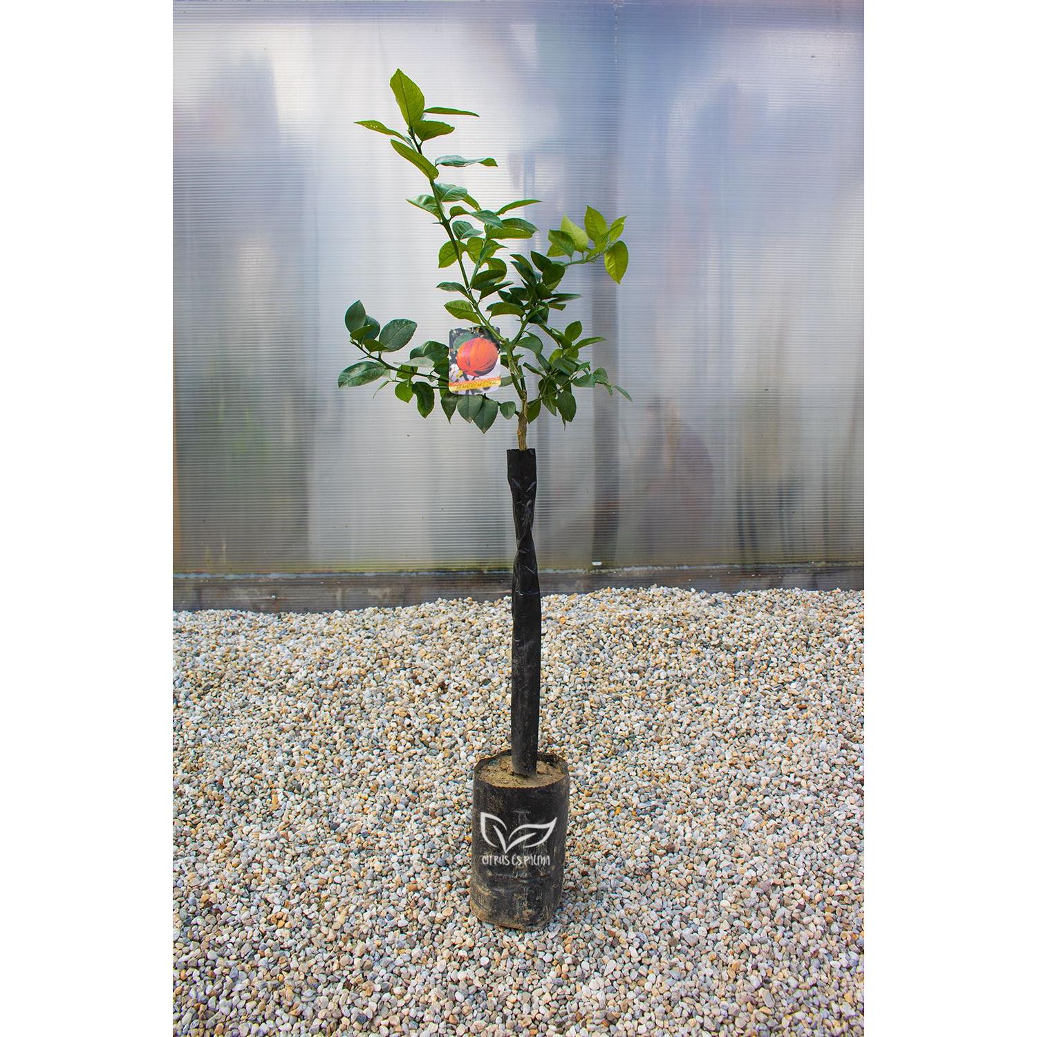 Arcobal, Narancs eladó | Citrus és Pálma - Kertészet Webshop