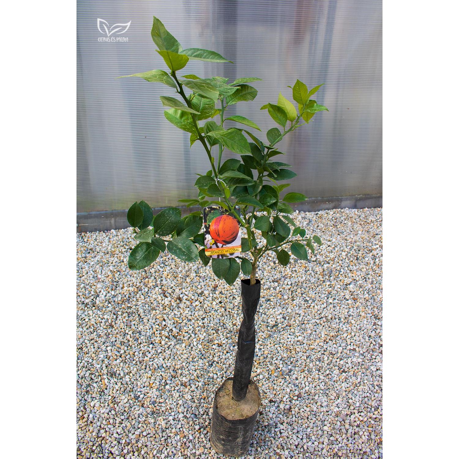 Arcobal, Pomaranč na predaj | Citrusy a palmy - Internetový obchod pre ...