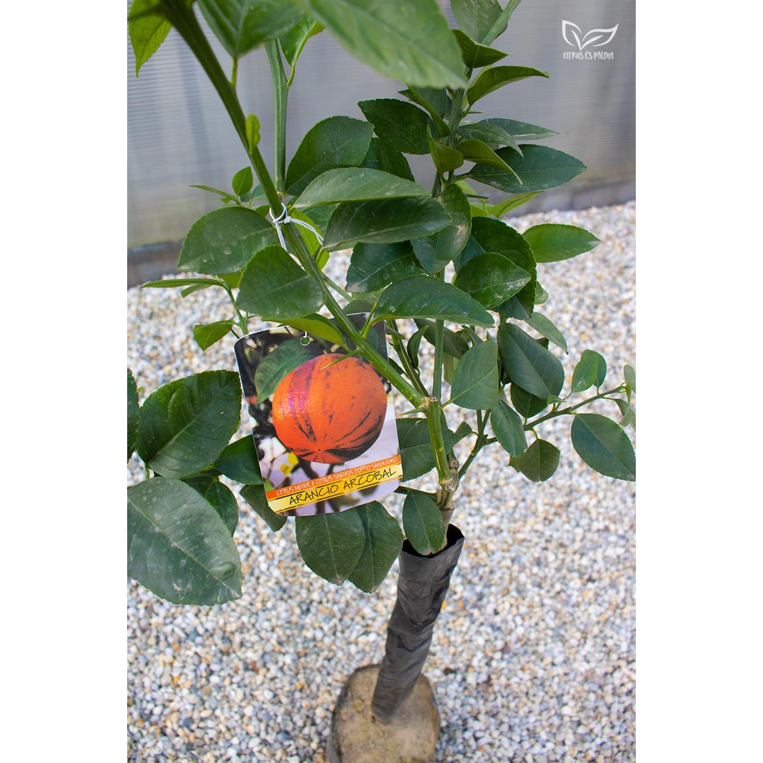 Arcobal, Pomaranč na predaj | Citrusy a palmy - Internetový obchod pre ...