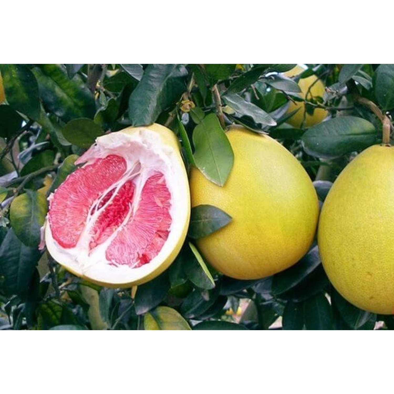 Pomelo fa - vásárlás | Citrus és Pálma - Kertészet Webshop