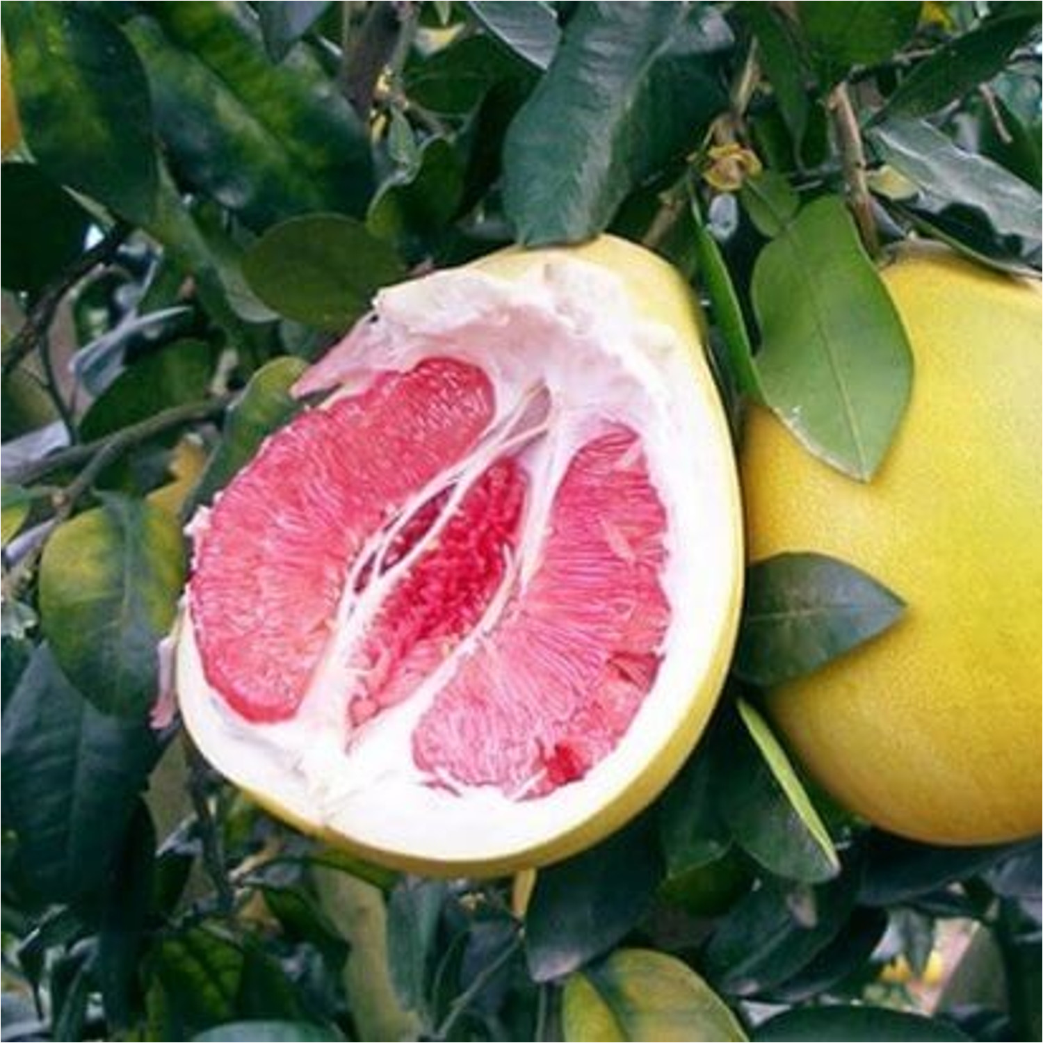 Pomelo fa - vásárlás | Citrus és Pálma - Kertészet Webshop