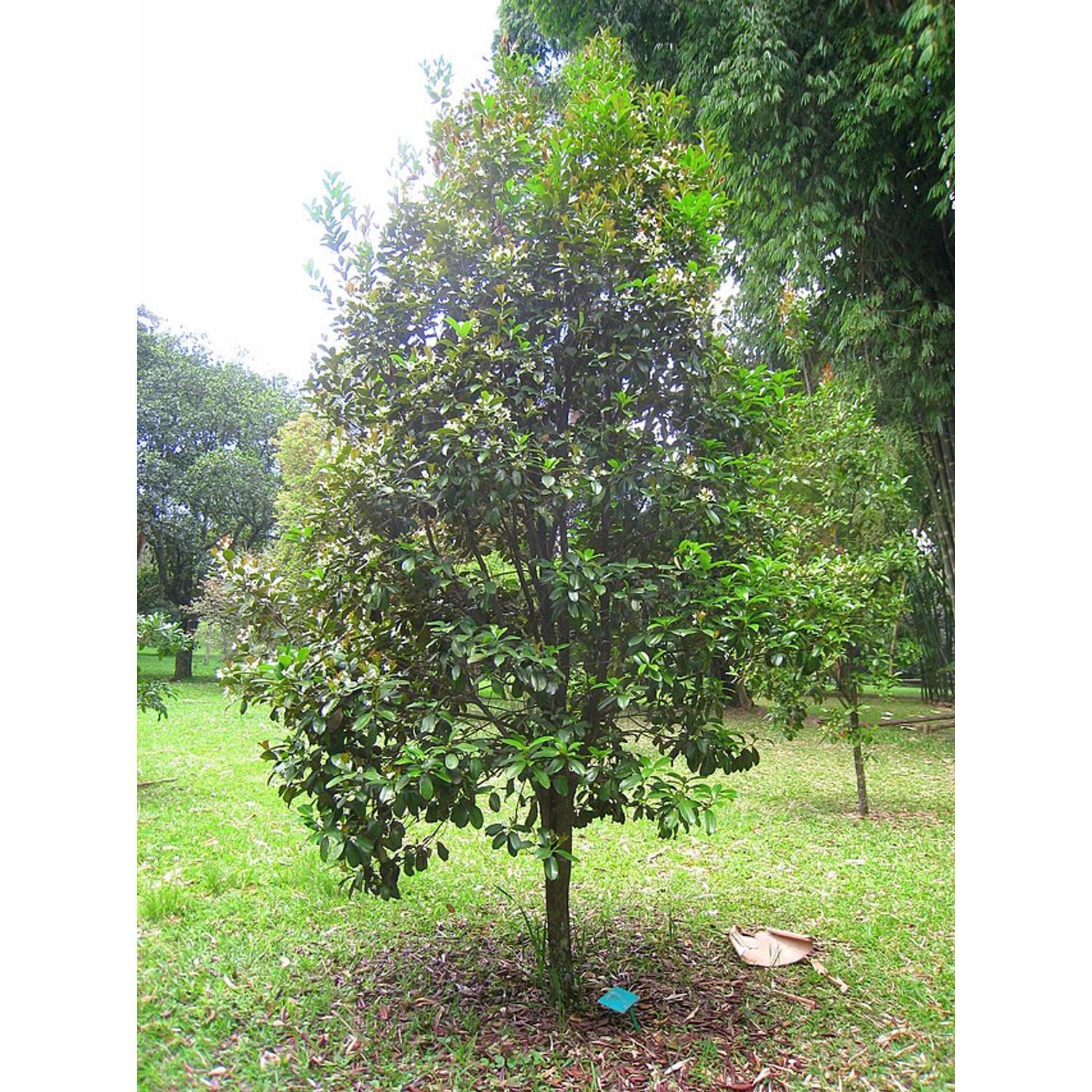 Brazil cseresznye fa eladó | Citrus és Pálma - Kertészet Webshop