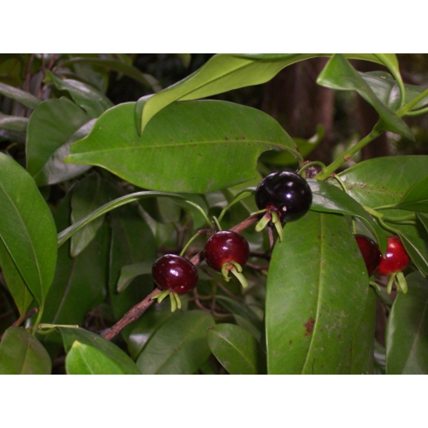 Brazil cseresznye fa eladó | Citrus és Pálma - Kertészet Webshop