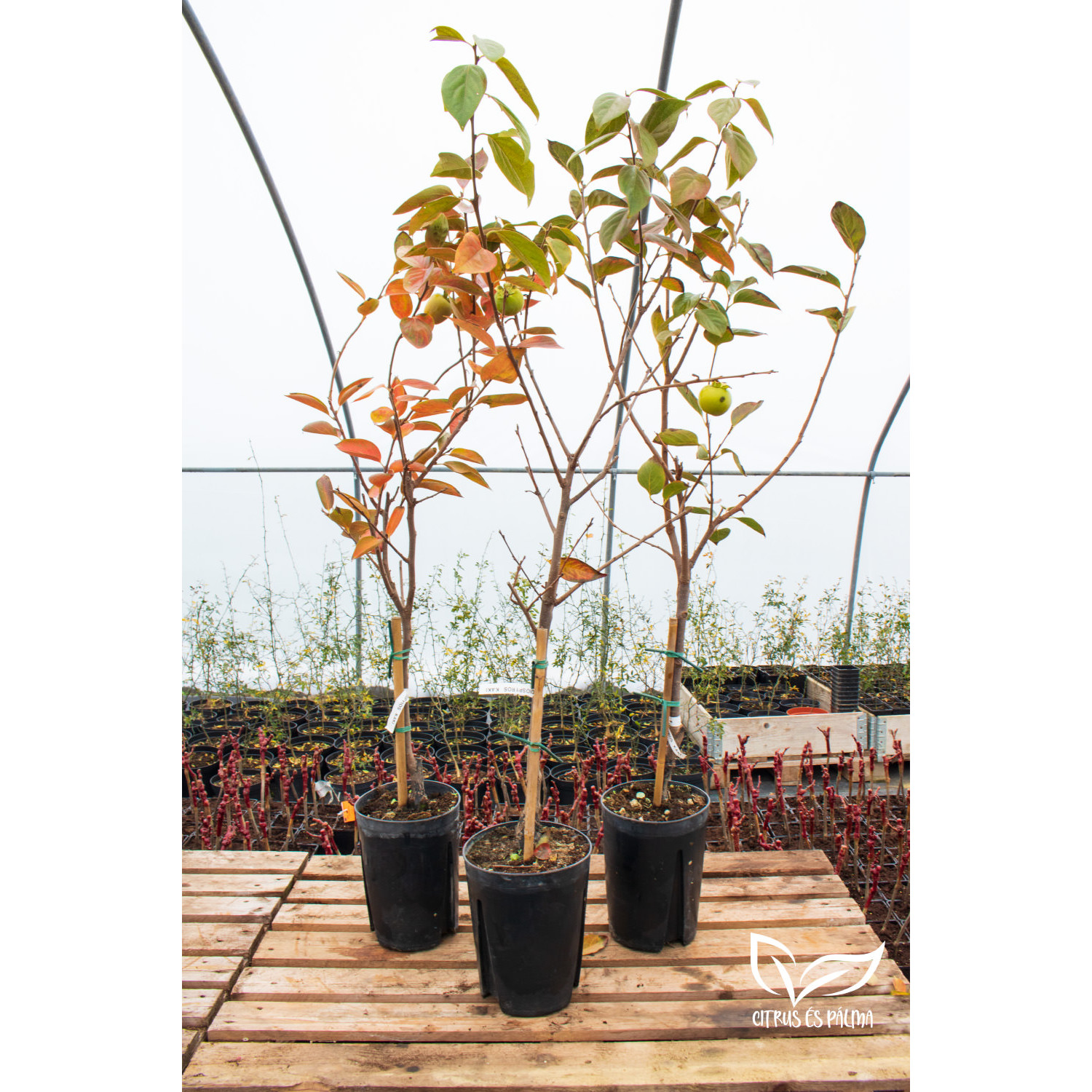 Datolyaszilva 'Tipo' vásárlás | Citrus és Pálma - Kertészet Webshop