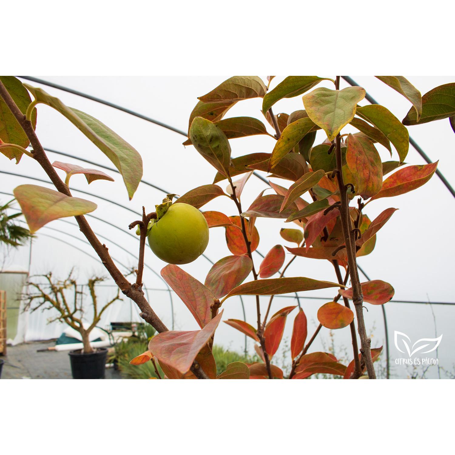 Datolyaszilva 'Tipo' vásárlás | Citrus és Pálma - Kertészet Webshop