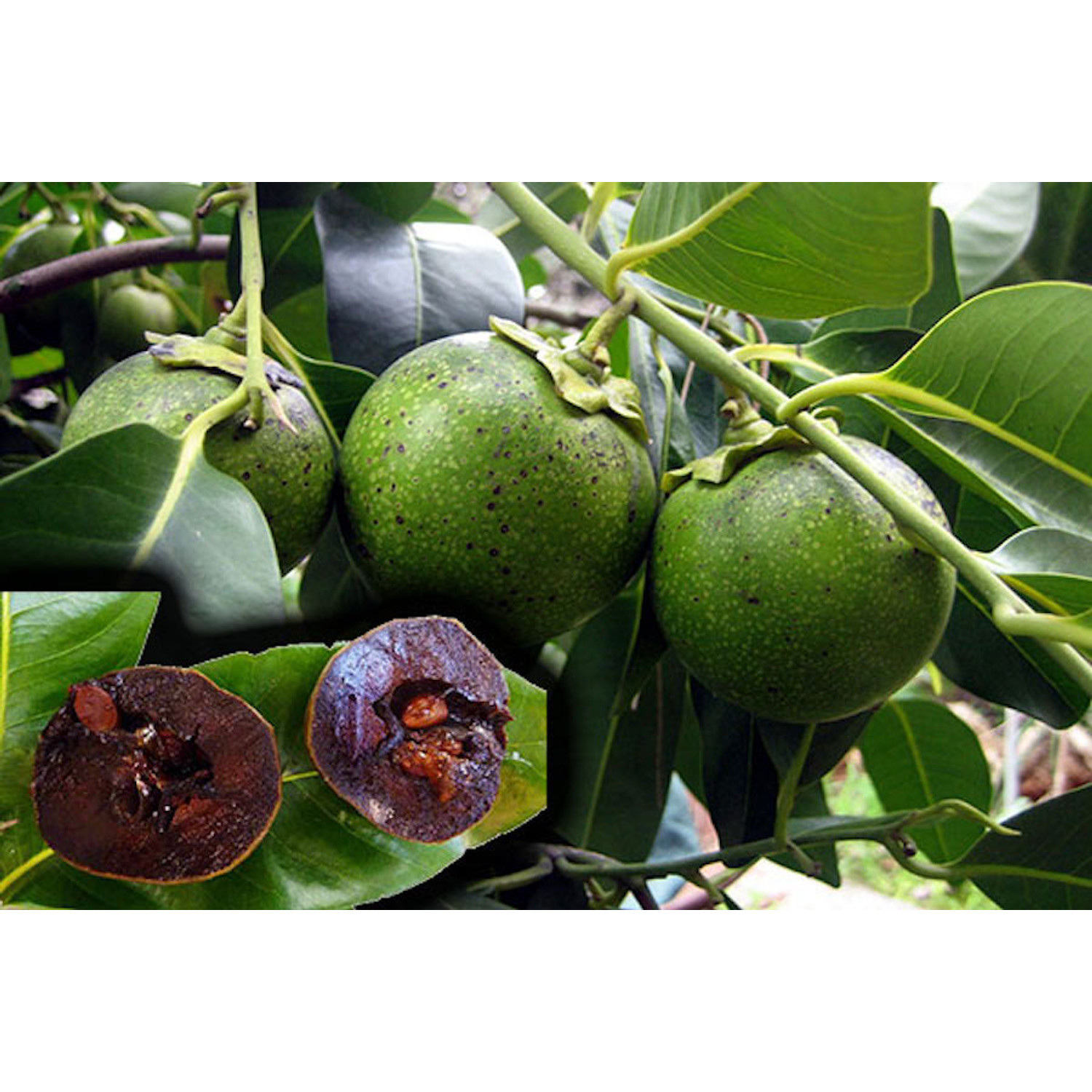 Fekete Datolyaszilva eladó | Citrus és Pálma - Kertészet