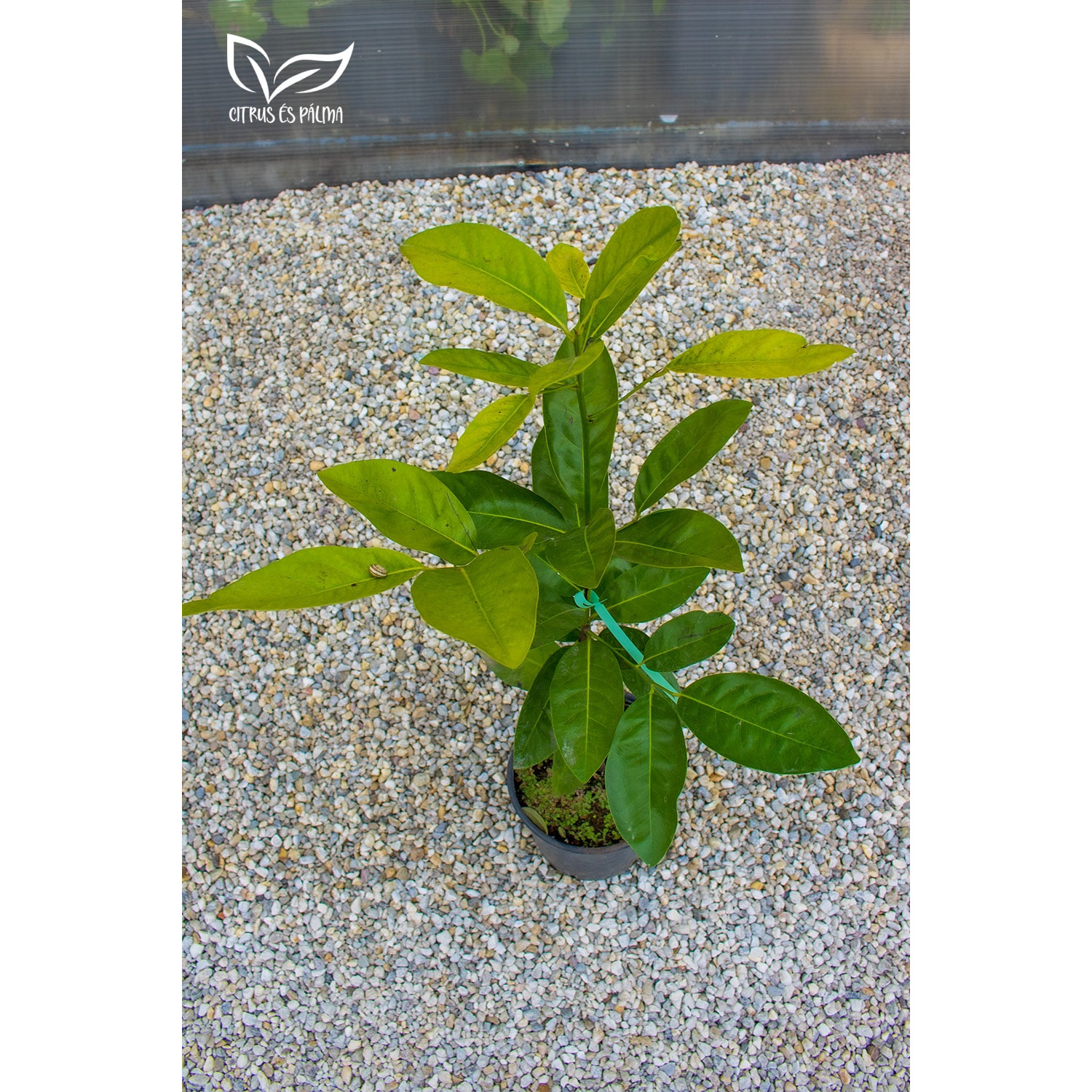 Fekete Datolyaszilva eladó | Citrus és Pálma - Kertészet