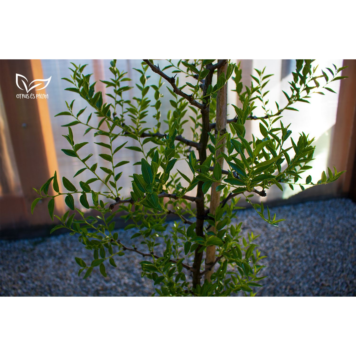 Jujuba - Kínai datolya | Citrus és Pálma - Kertészet Webshop