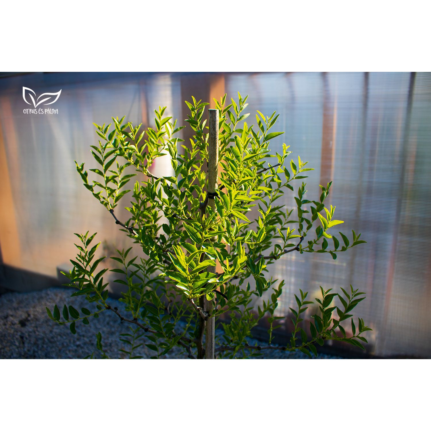 Jujuba - Kínai datolya | Citrus és Pálma - Kertészet Webshop