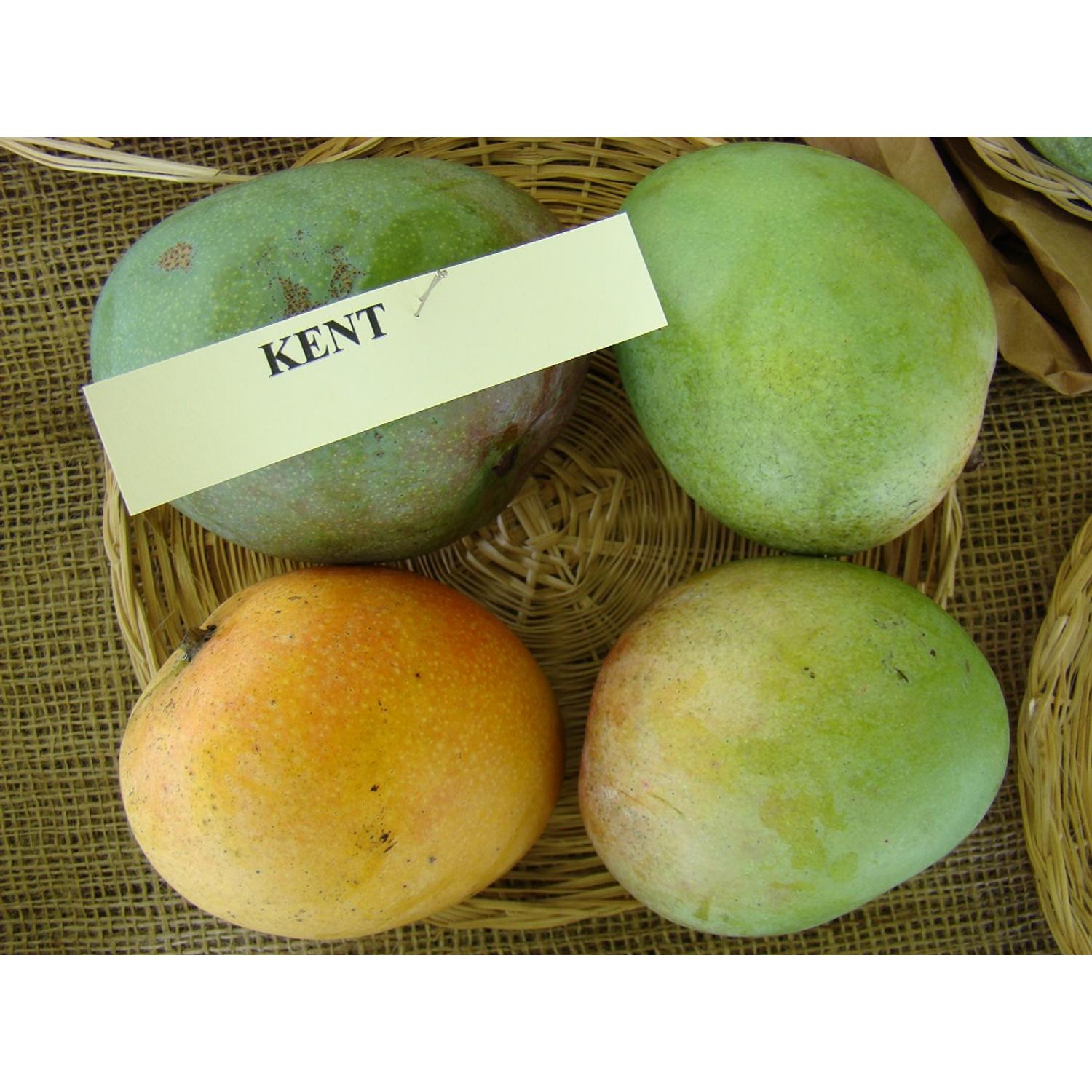Mangó 'Kent' fa eladó | Citrus és Pálma - Kertészet Webshop