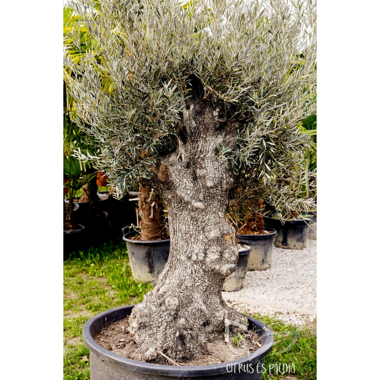 Olajfa, Olea europaea eladó | Citrus és Pálma - Kertészet Webshop