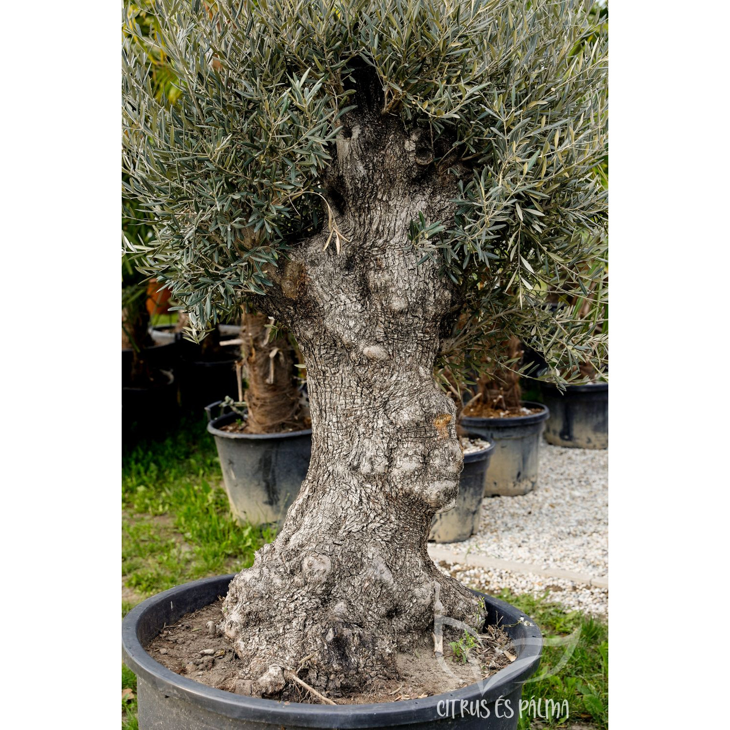 Olajfa, Olea europaea eladó | Citrus és Pálma - Kertészet Webshop