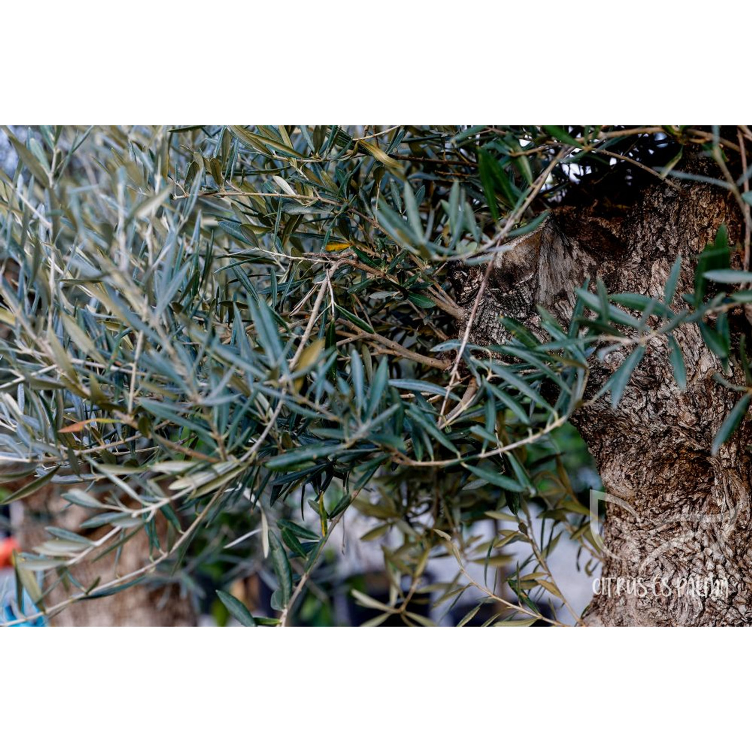 Olajfa, Olea europaea eladó | Citrus és Pálma - Kertészet Webshop