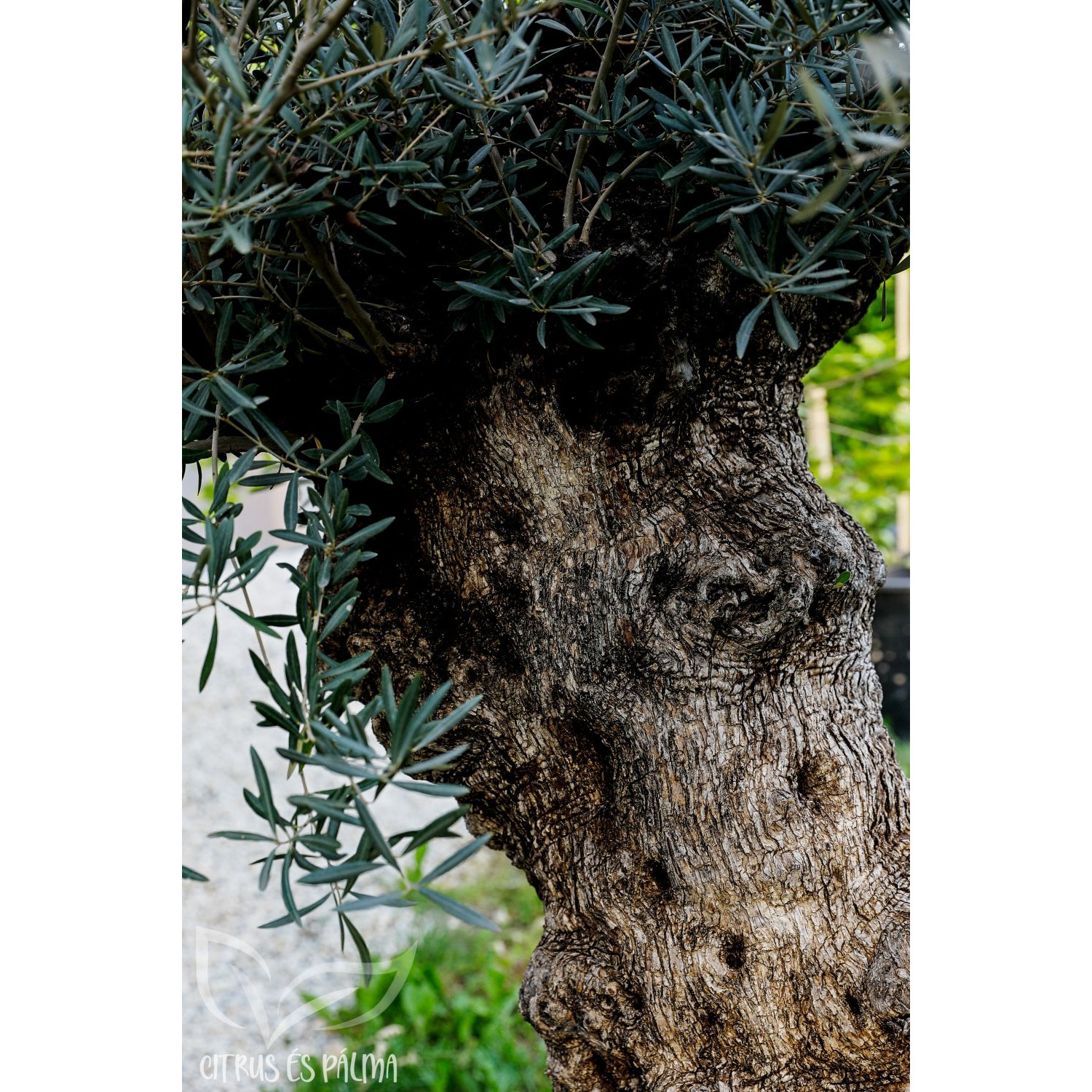 Olajfa, Olea europaea eladó | Citrus és Pálma - Kertészet Webshop