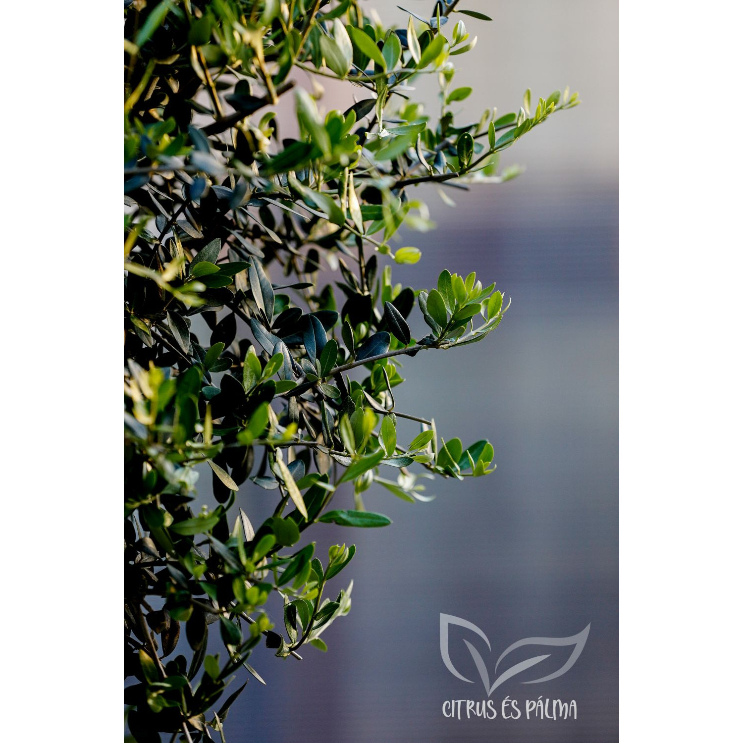 Olajfa, Olea europaea eladó | Citrus és Pálma - Kertészet Webshop