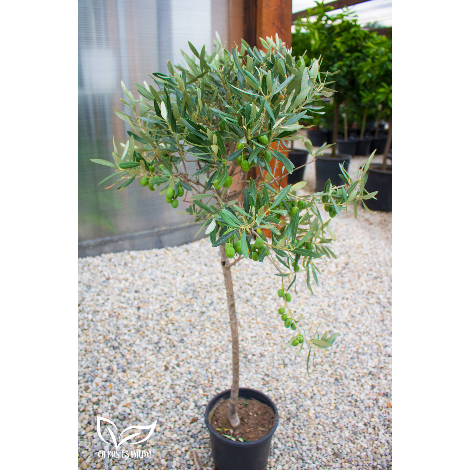 Olajfa bonsai, Olea europaea eladó | Citrus és Pálma - Kertészet Webshop