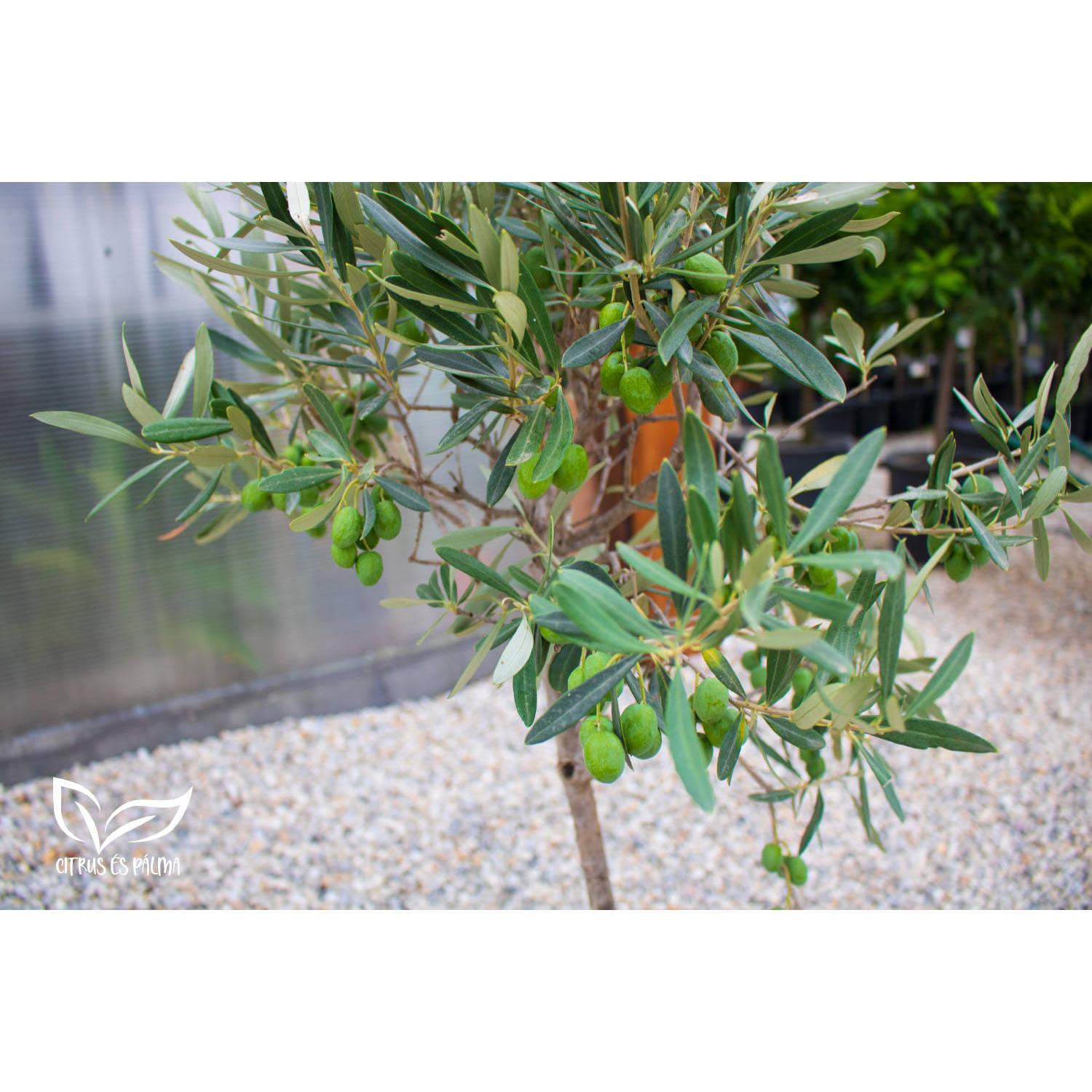 Olajfa bonsai, Olea europaea eladó | Citrus és Pálma - Kertészet Webshop