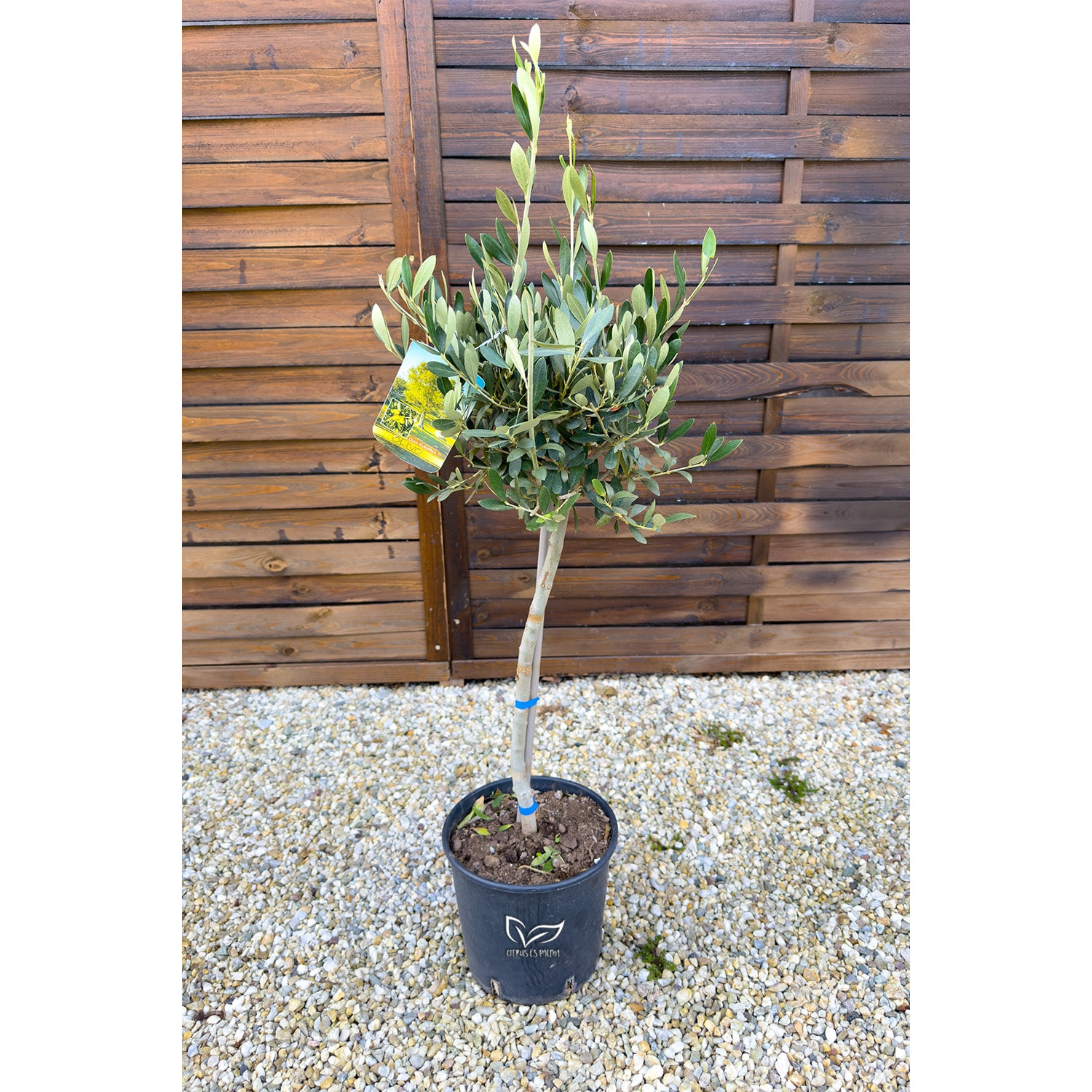 Olajfa bonsai, Olea europaea eladó | Citrus és Pálma - Kertészet Webshop