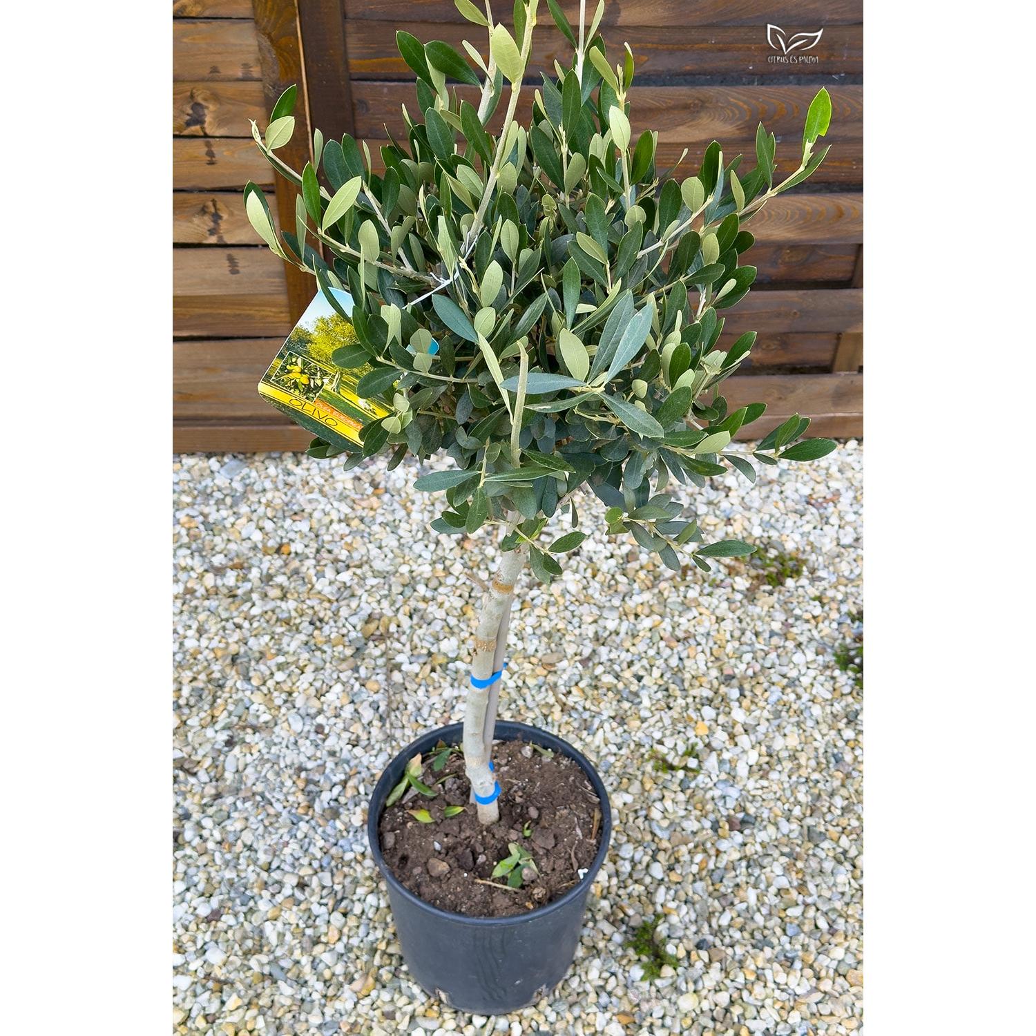 Olajfa bonsai, Olea europaea eladó | Citrus és Pálma - Kertészet Webshop