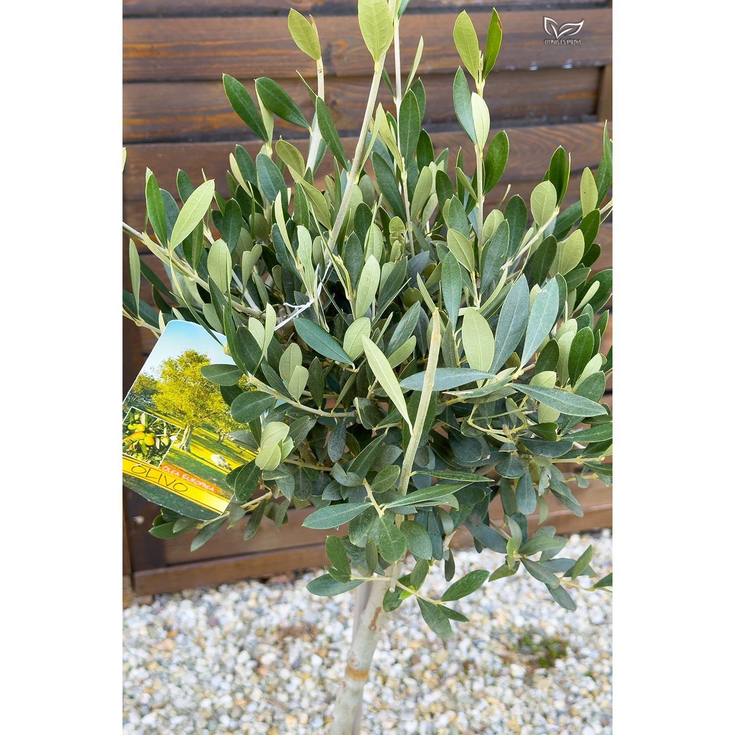 Olajfa bonsai, Olea europaea eladó | Citrus és Pálma - Kertészet Webshop