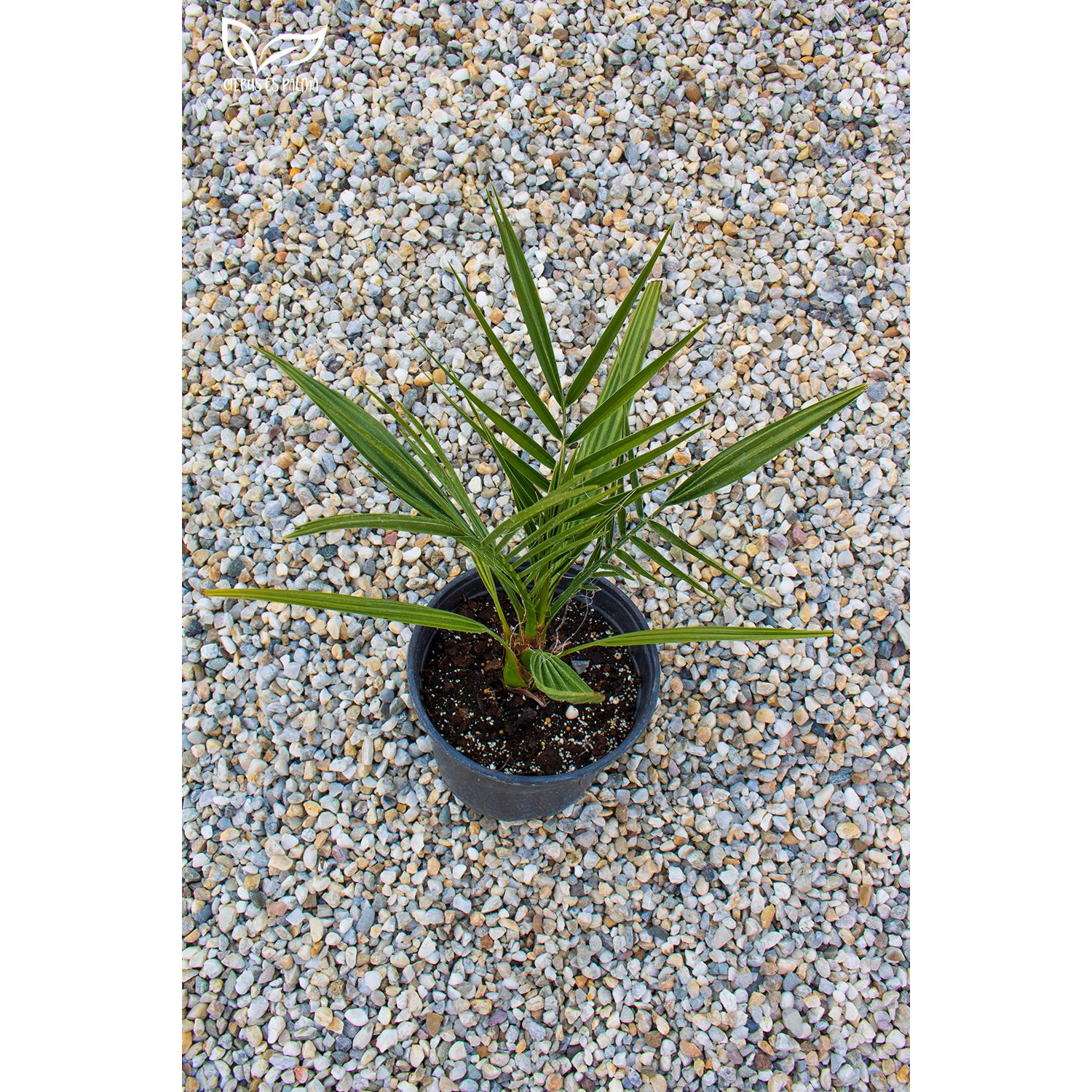 Krétai datolyapálma eladó | Citrus és Pálma - Kertészet Webshop