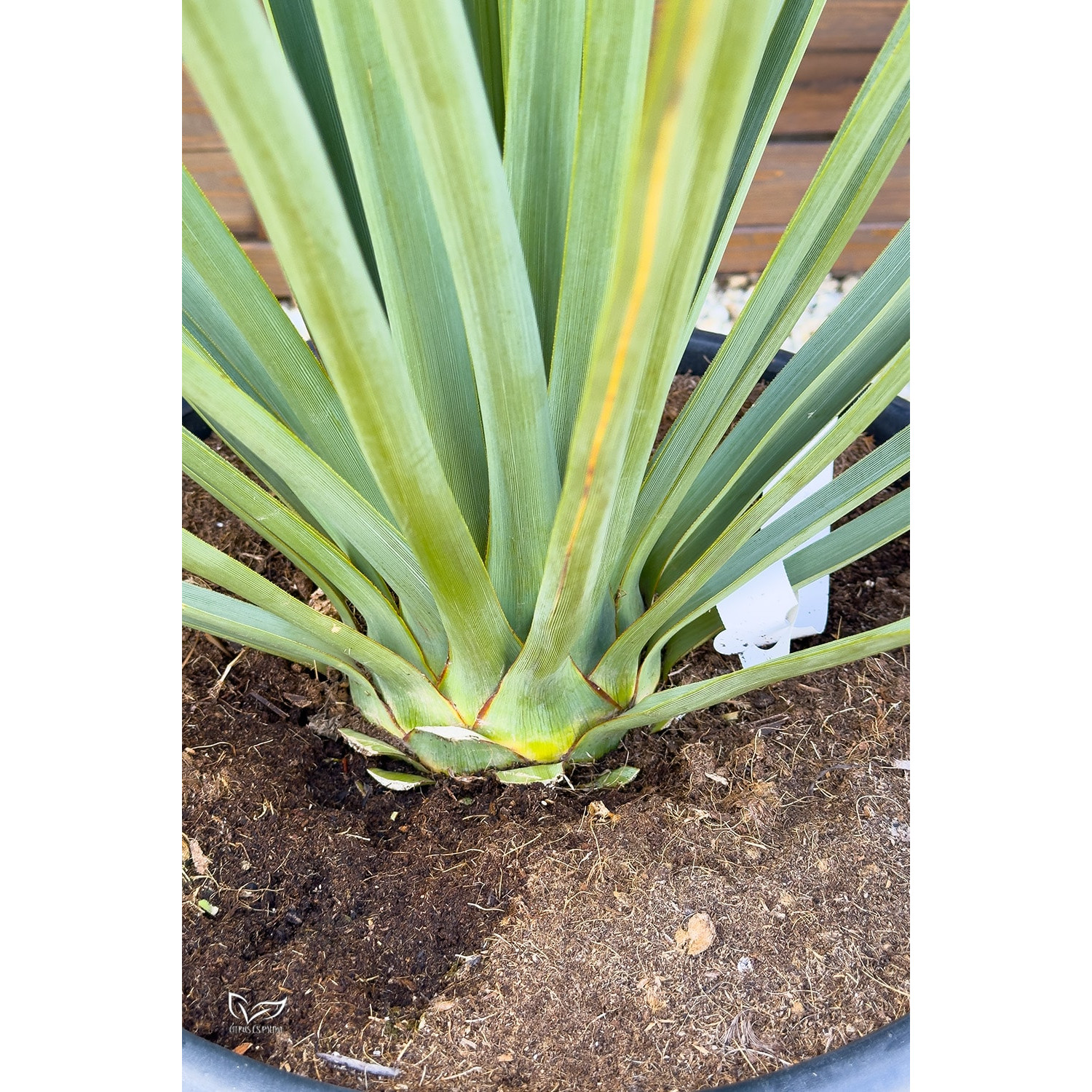 Nolina Nelsonii eladó | Citrus és Pálma - Kertészet