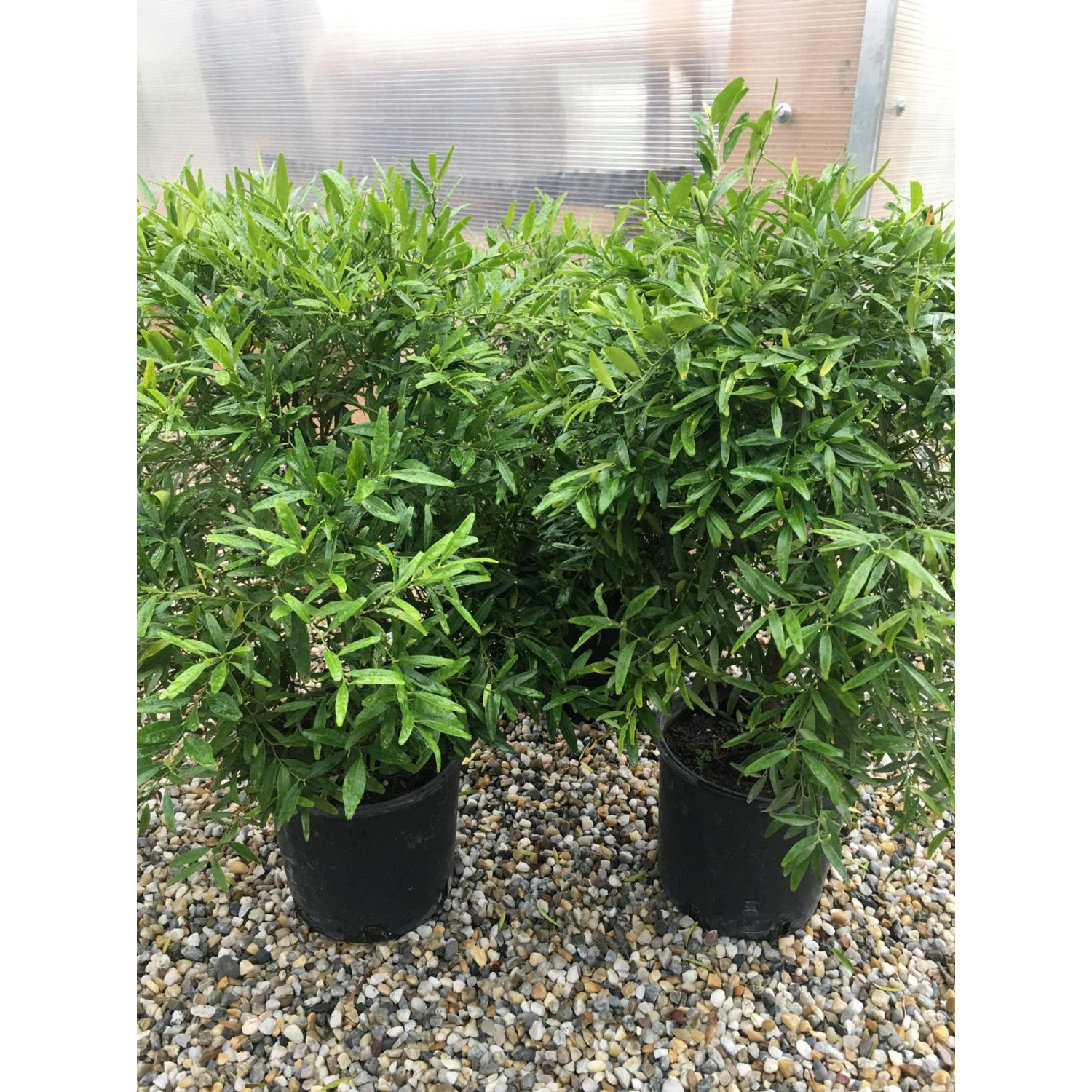 Emorange, Mandarin fa eladó | Citrus és Pálma - Kertészet Webshop