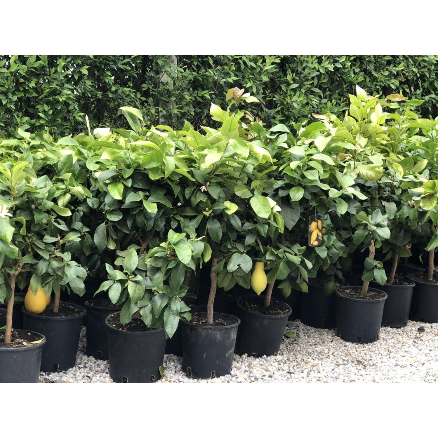 Pomelo fa - eladó | Citrus és Pálma - Kertészet Webshop