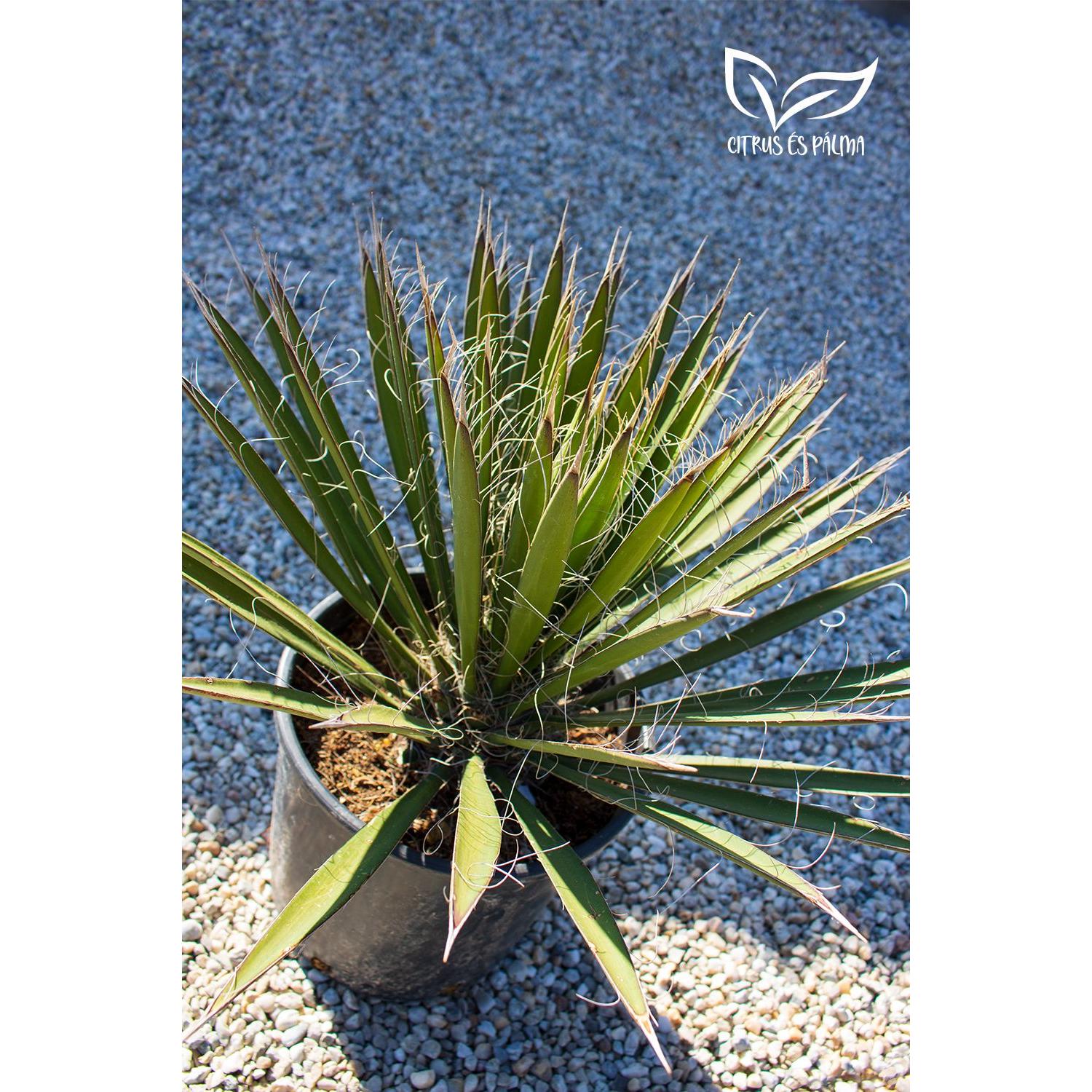 Yucca Filifera eladó | Citrus és Pálma - Kertészet Webshop
