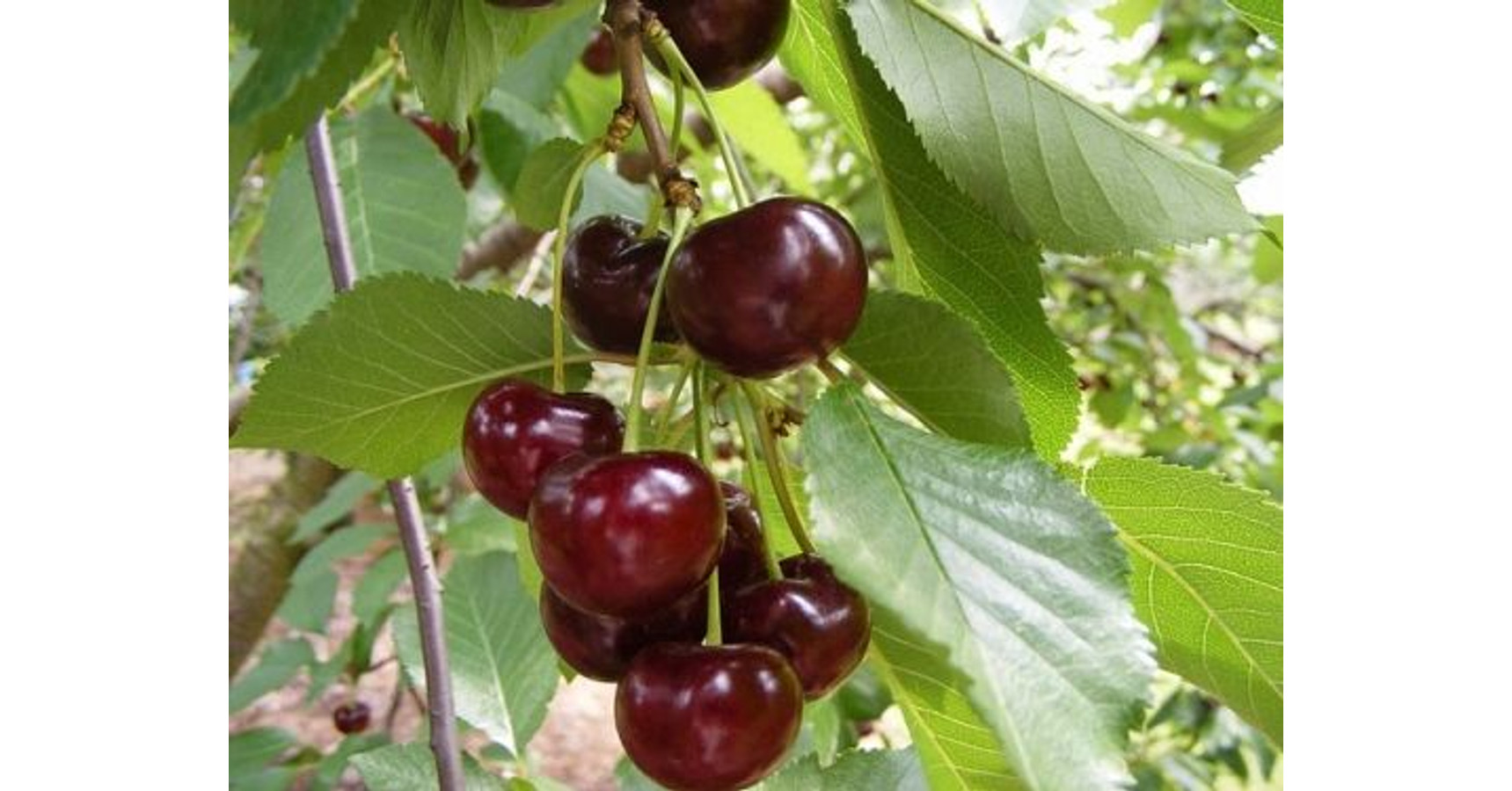 Érdi jubileum meggyfa vásárlás | Citrus és Pálma - Kertészet Webshop