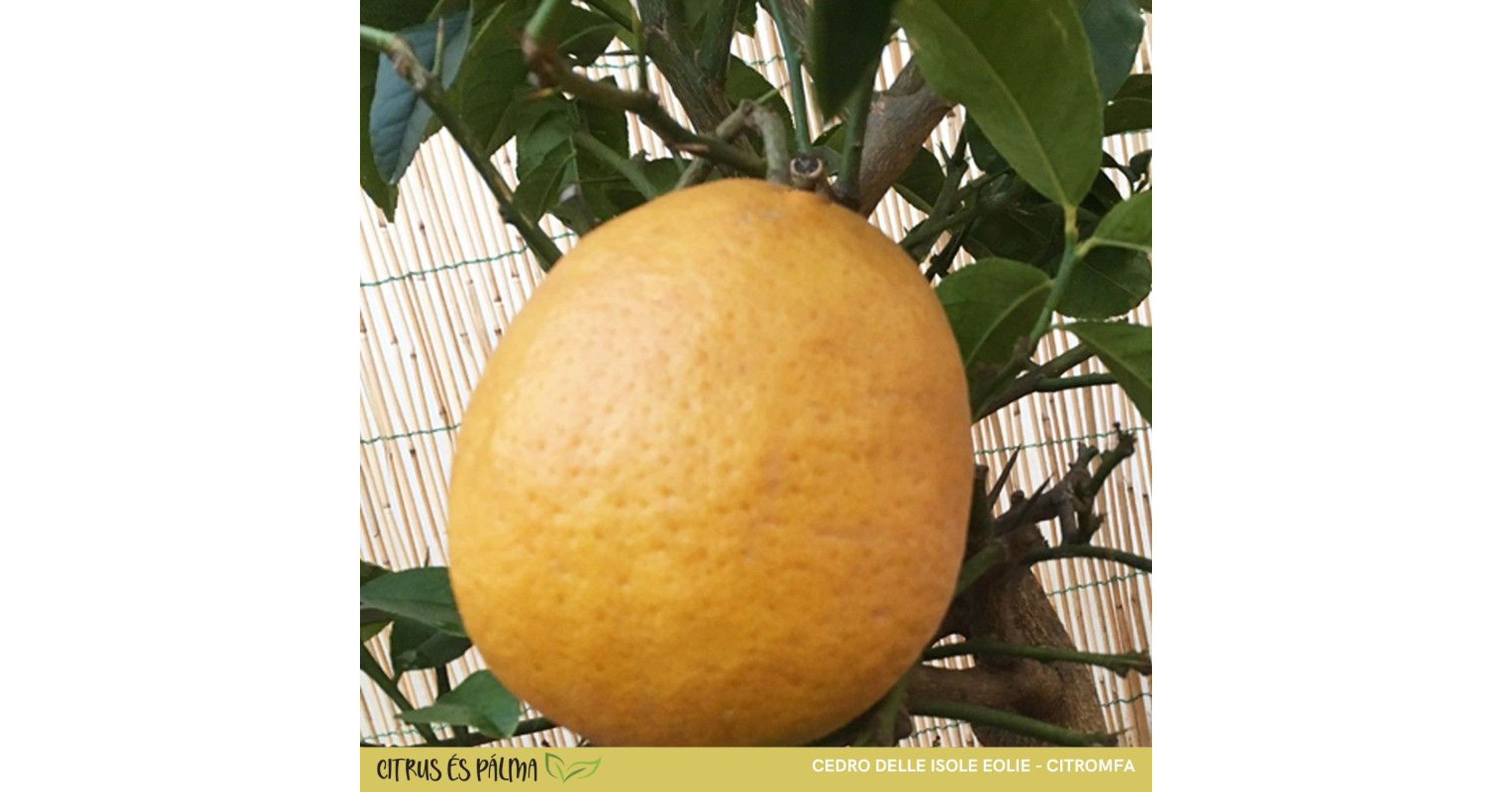 Lipari-szigeteki cédrát Citromfa eladó | Citrus és Pálma - Kertészet