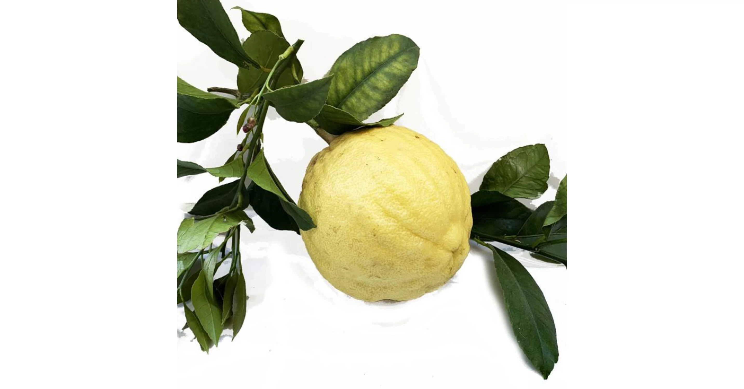 Pom de lămâie de lămâie de vânzare | Citrus & Palm - Gardening Webshop