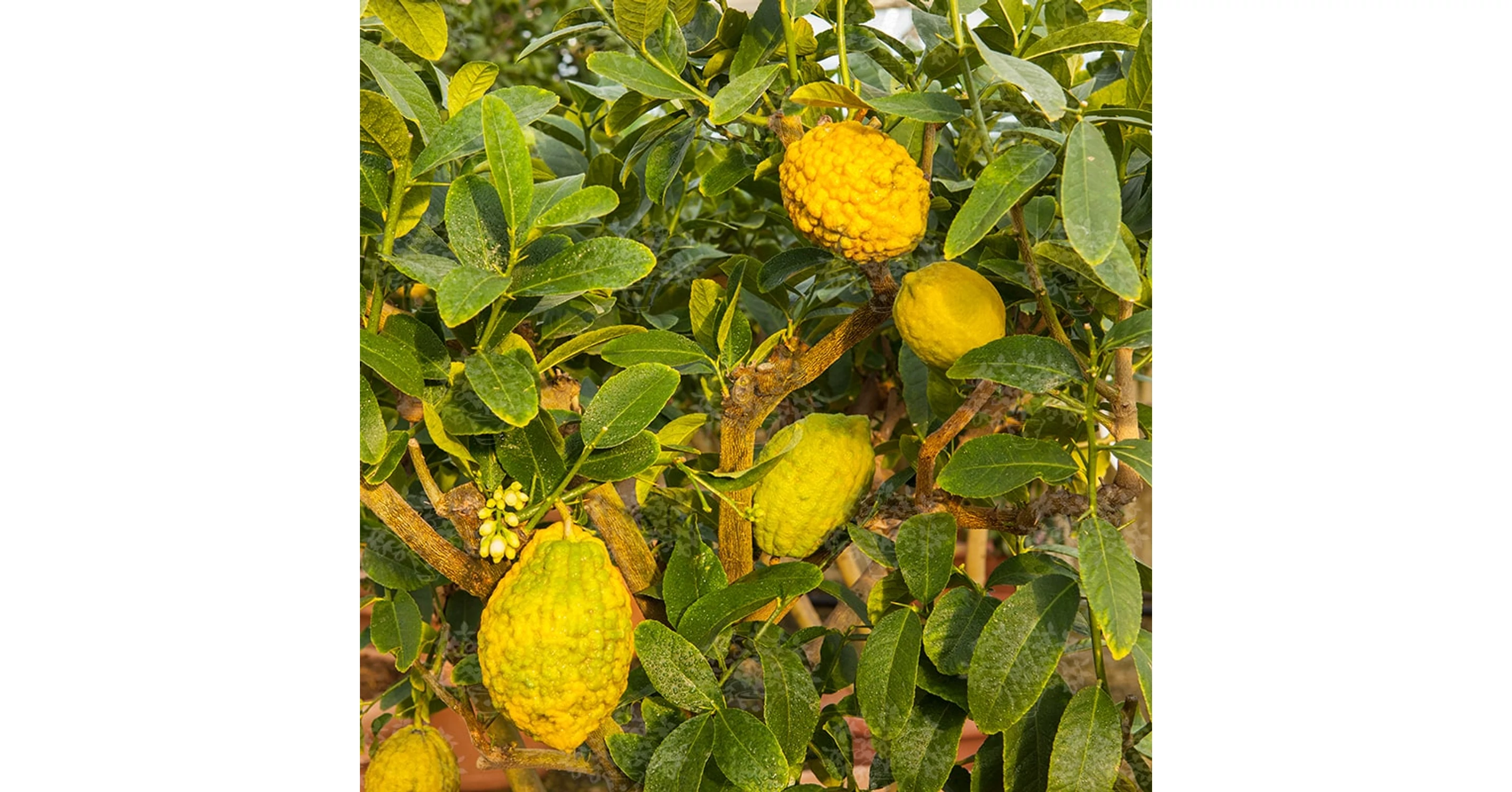 Korzický céder, Citrónovník na predaj | Citrusy a palmy - Záhradníctvo