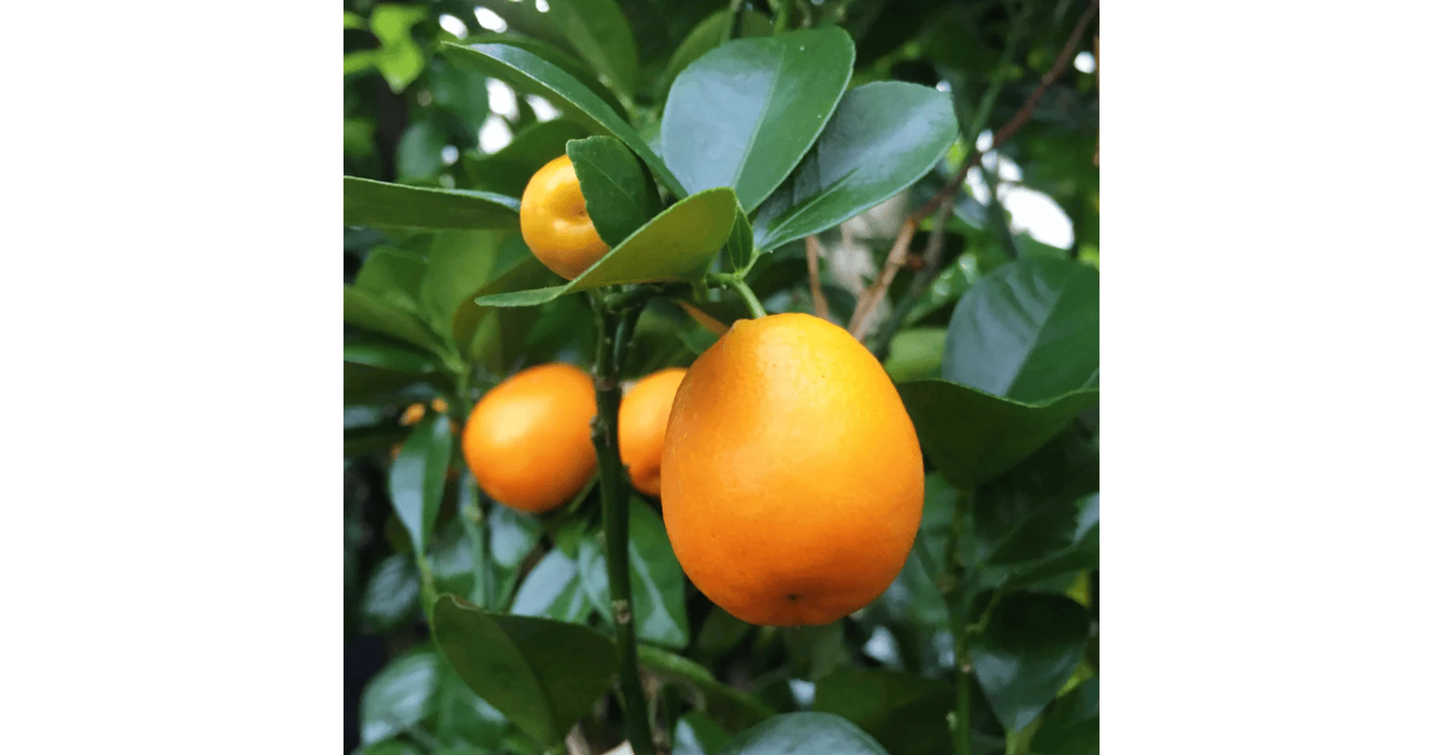 Kucle, Mandarinfa eladó | Citrus és Pálma - Kertészet Webshop