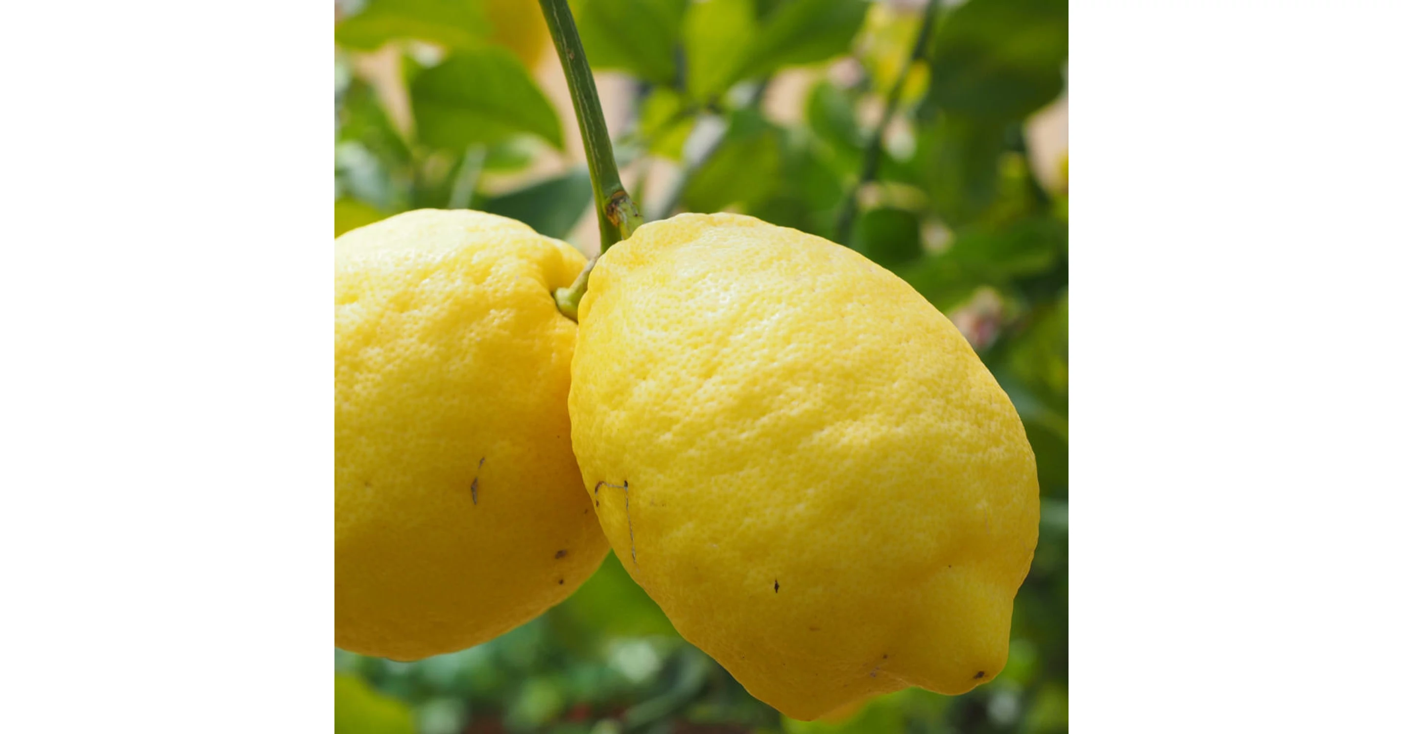 Lipo Citromfa eladó | Citrus és Pálma - Kertészet Webshop