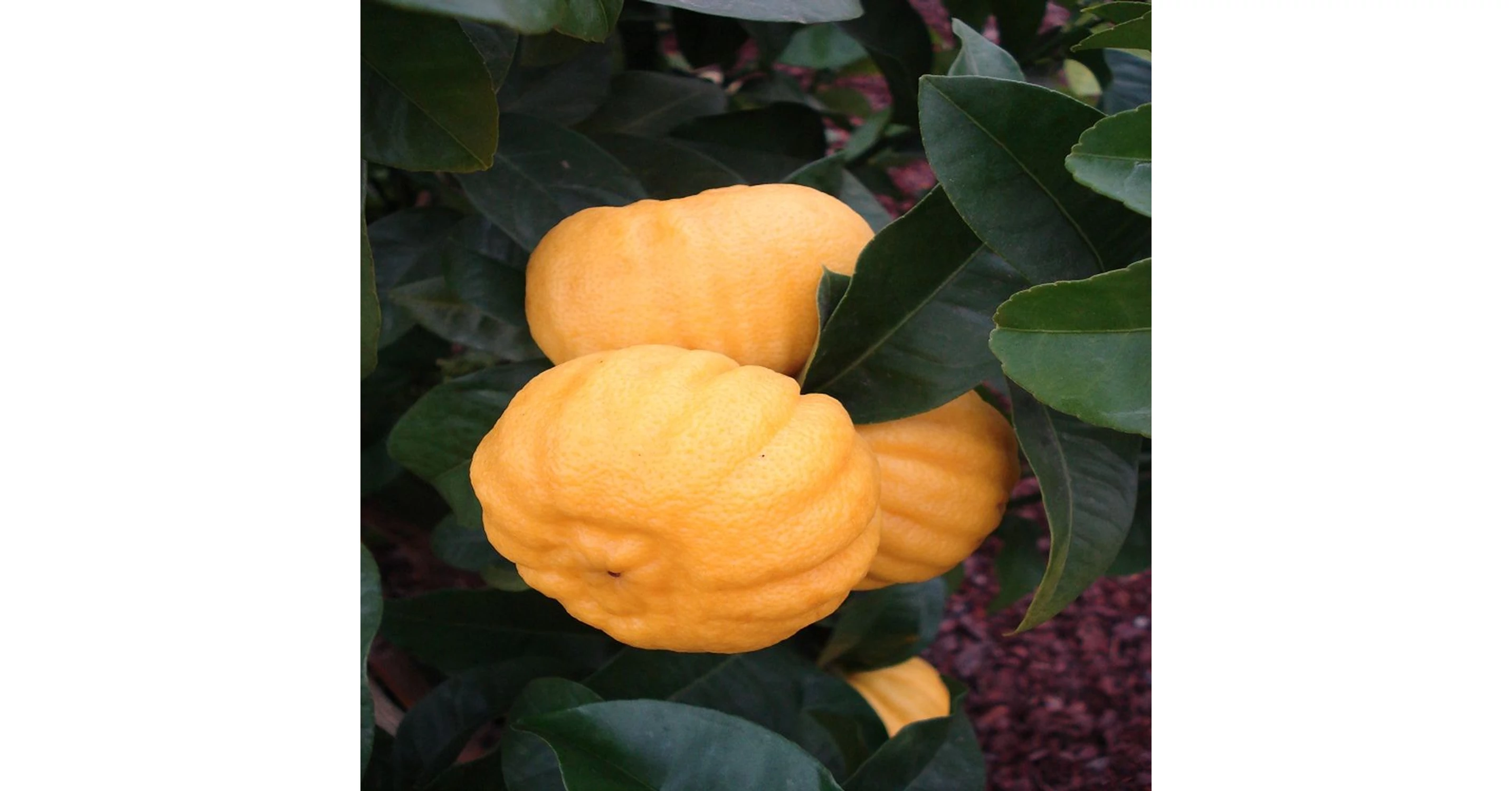 Melarosa Citromfa eladó | Citrus és Pálma - Kertészet Webshop