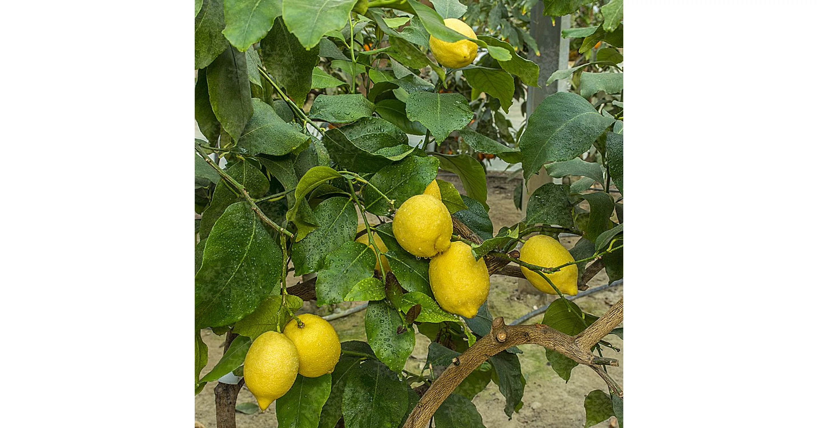 Monachello, Citromfa | Citrus és Pálma - Kertészet Webshop